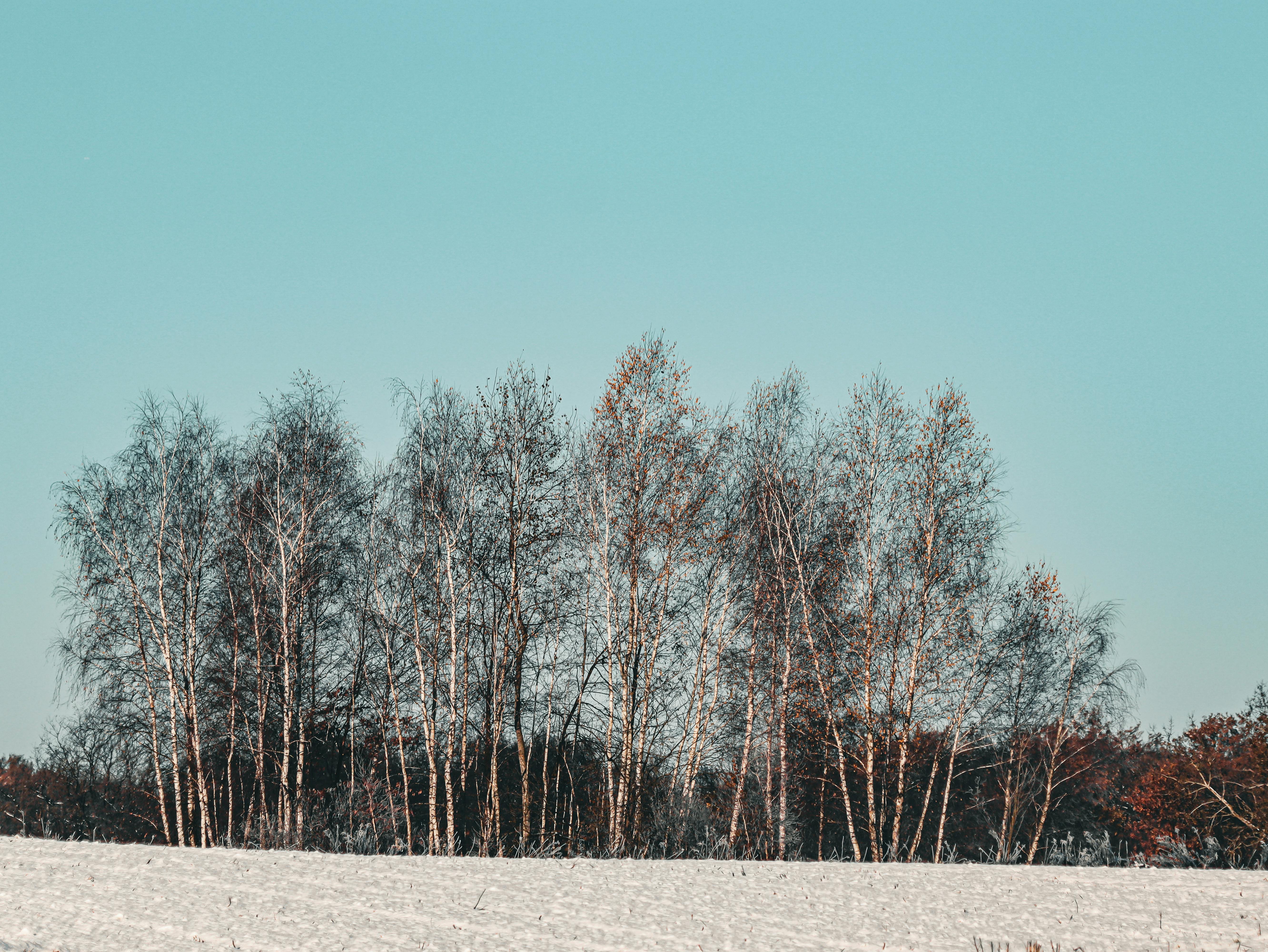Winter Birch Trees against a Clear Blue Sky · Free Stock Photo