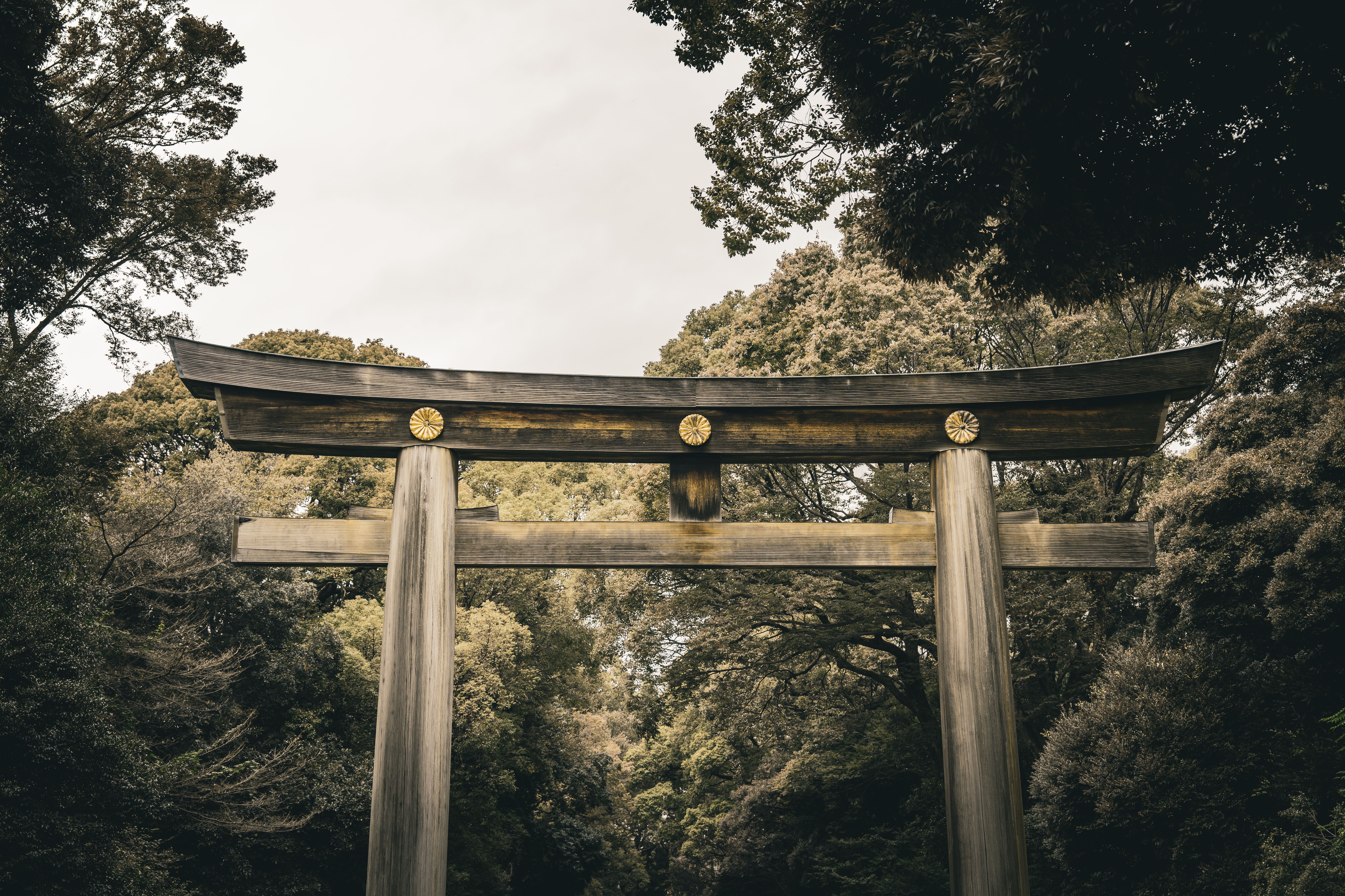 Majestic Torii Gate in a Japanese Forest · Free Stock Photo