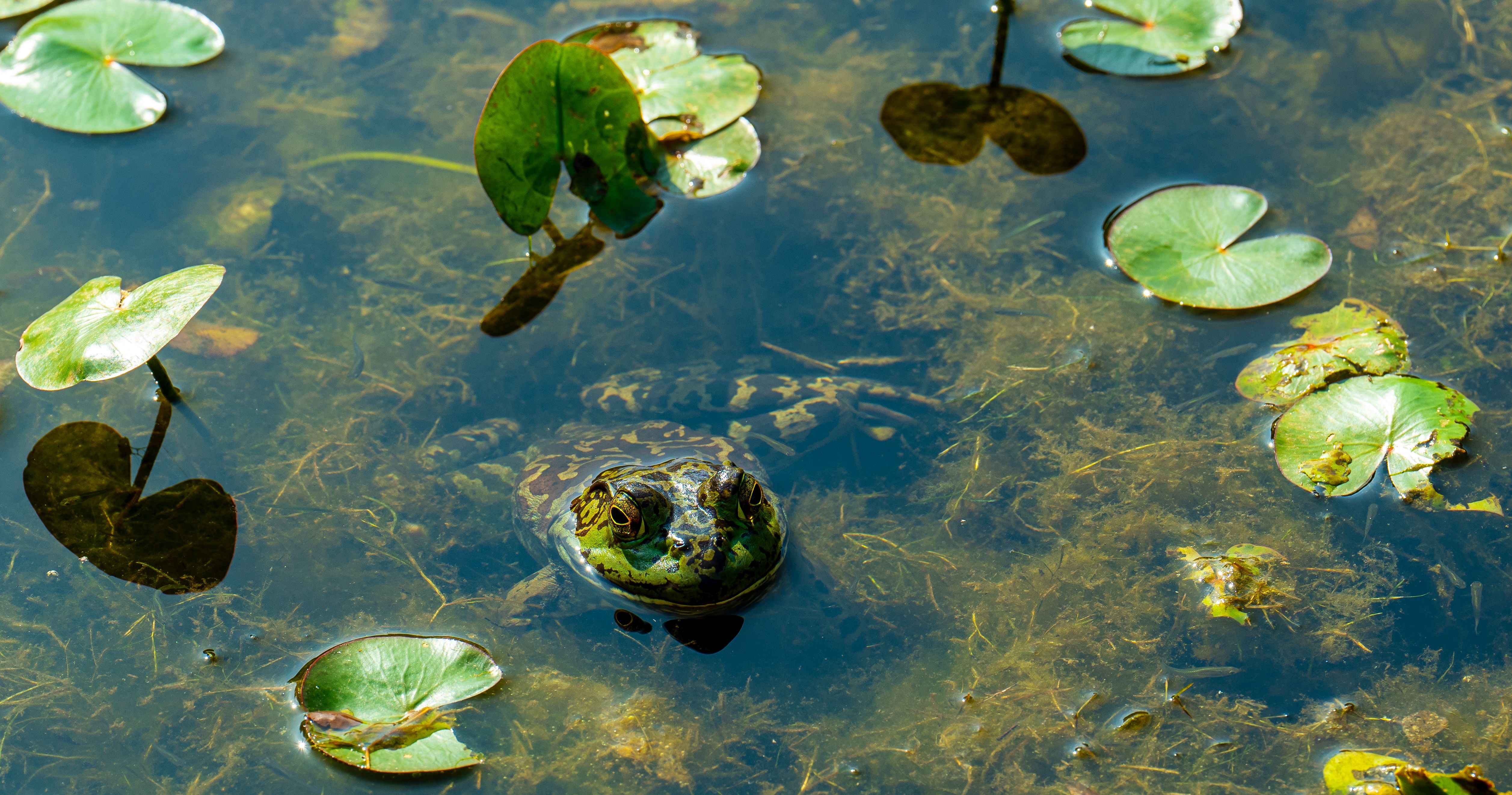 Katak Yang Tenang Di Kolam Teratai Yang Dikelilingi Tanaman Hijau ...