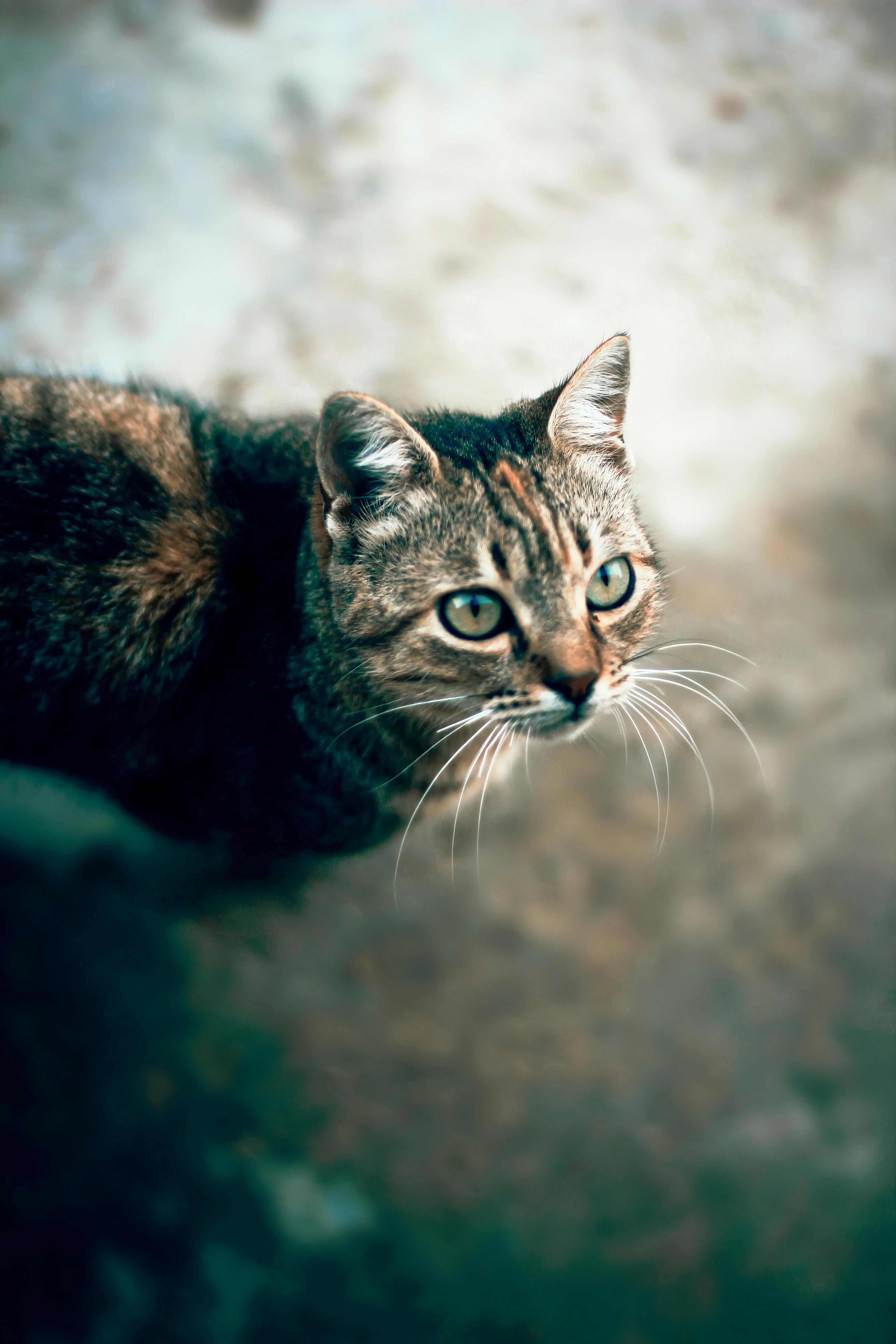 Un Gato Con Mirada Inocente. · Foto de stock gratuita