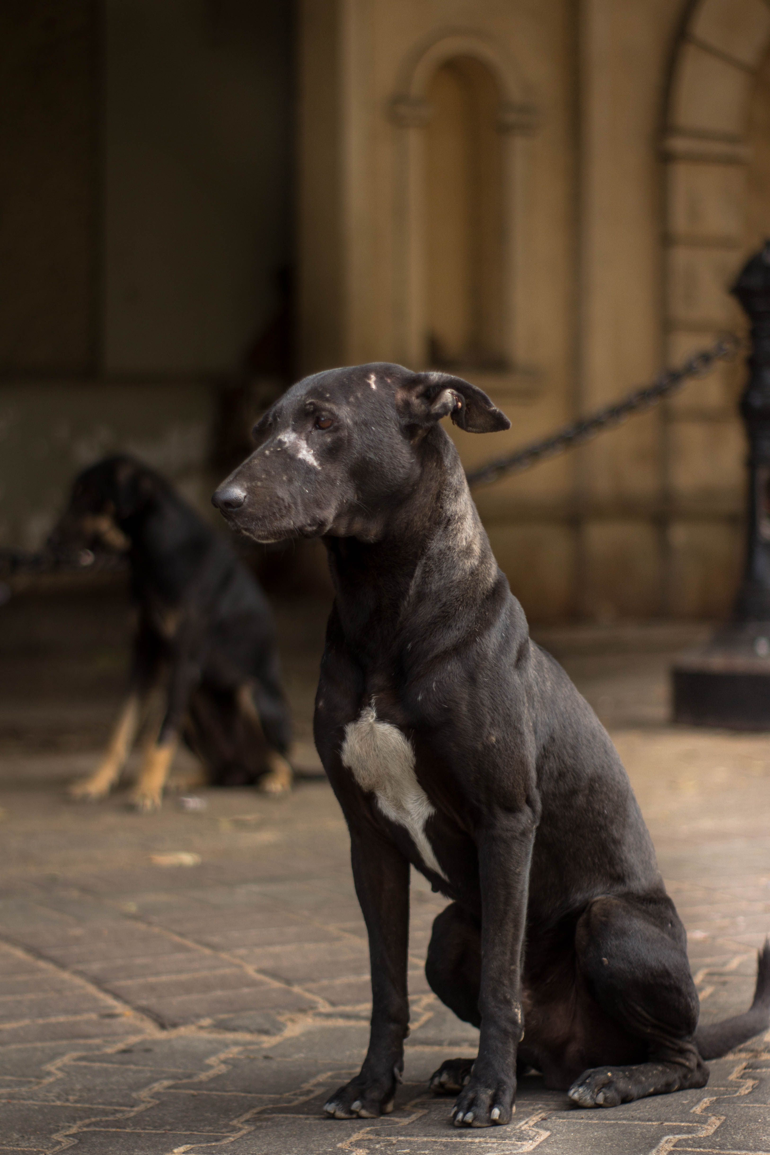Stray Dogs on a Karachi Street · Free Stock Photo