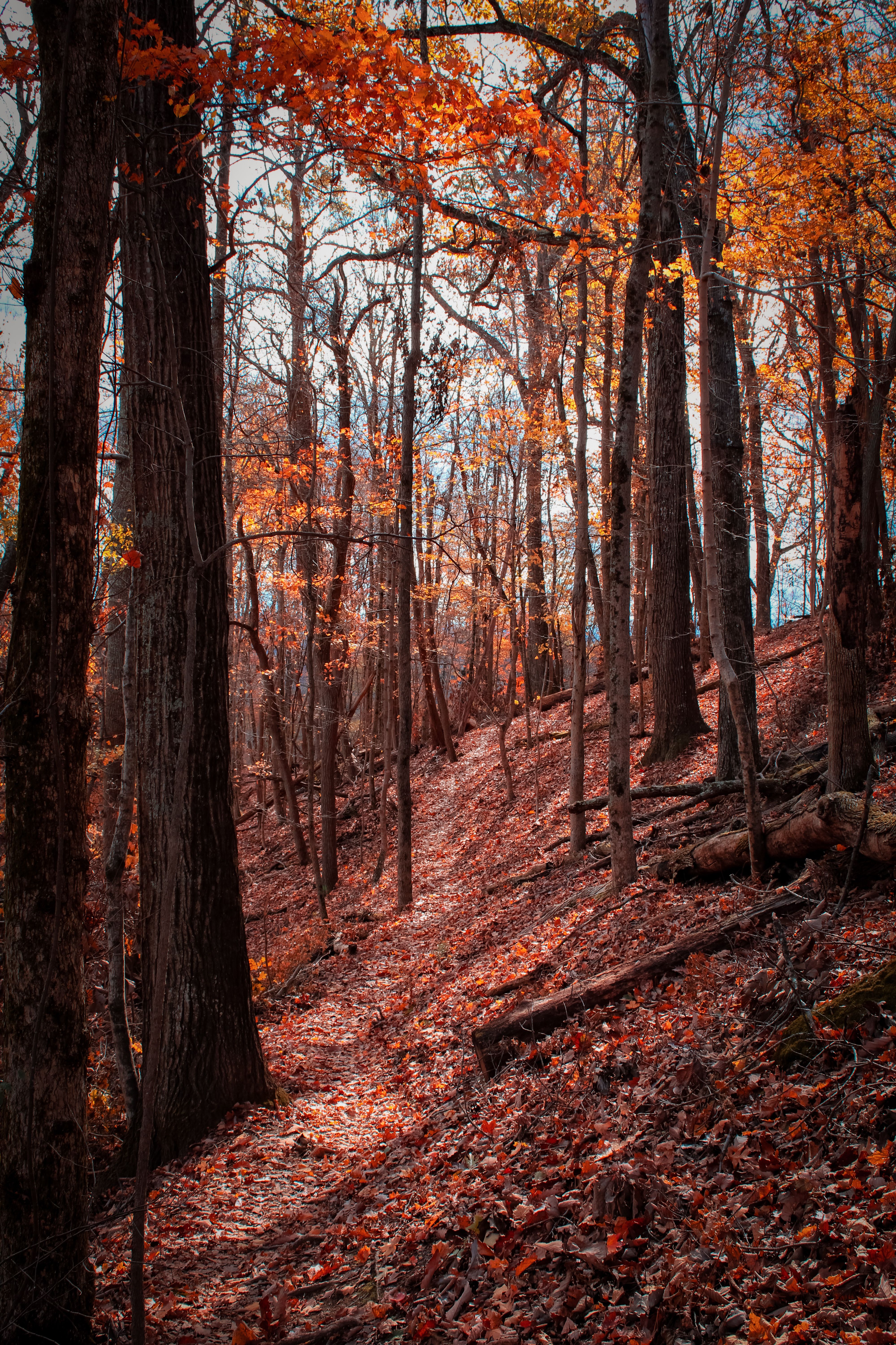 A path in the woods with orange leaves · Free Stock Photo