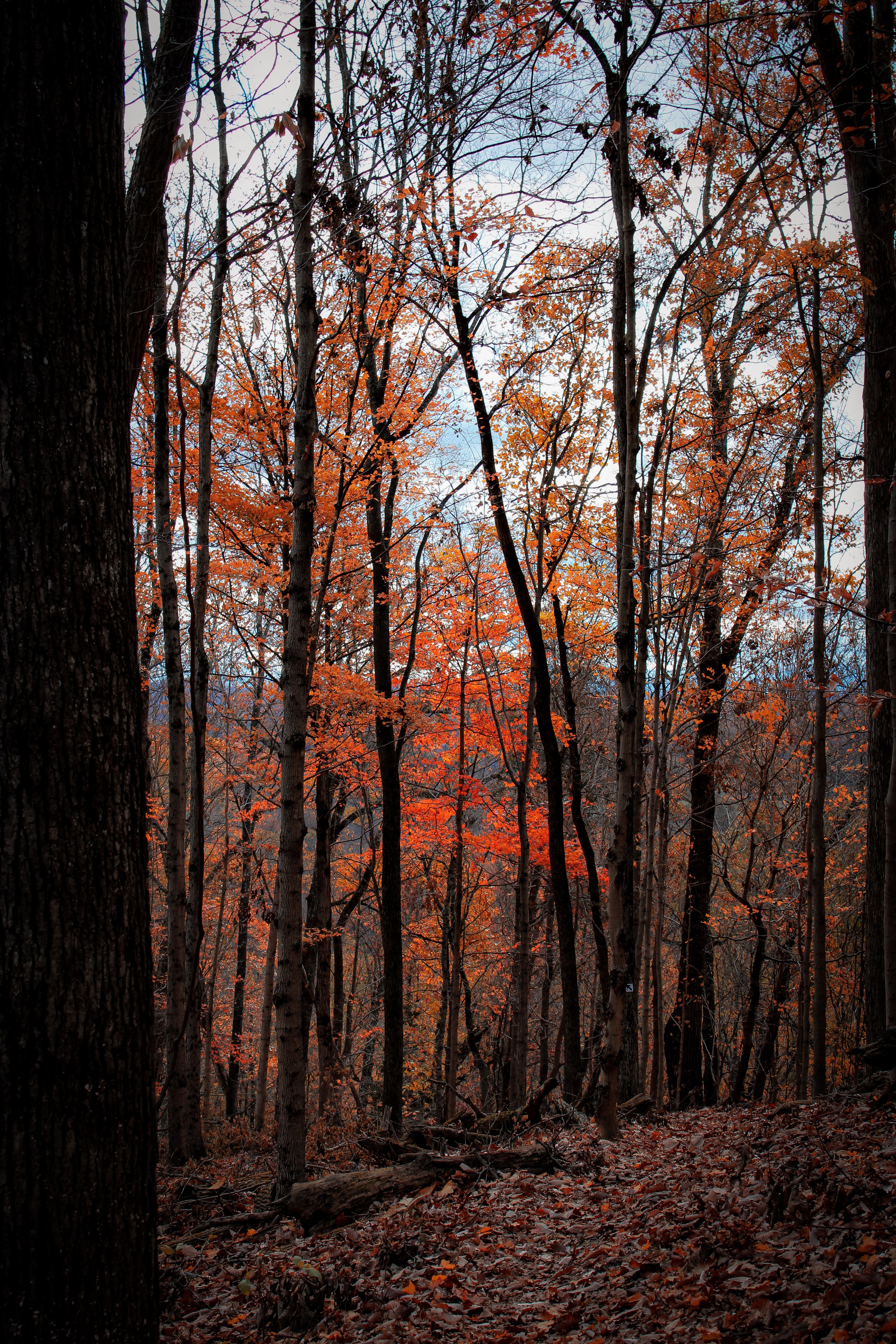 Vibrant Fall Forest with Orange Leaves · Free Stock Photo