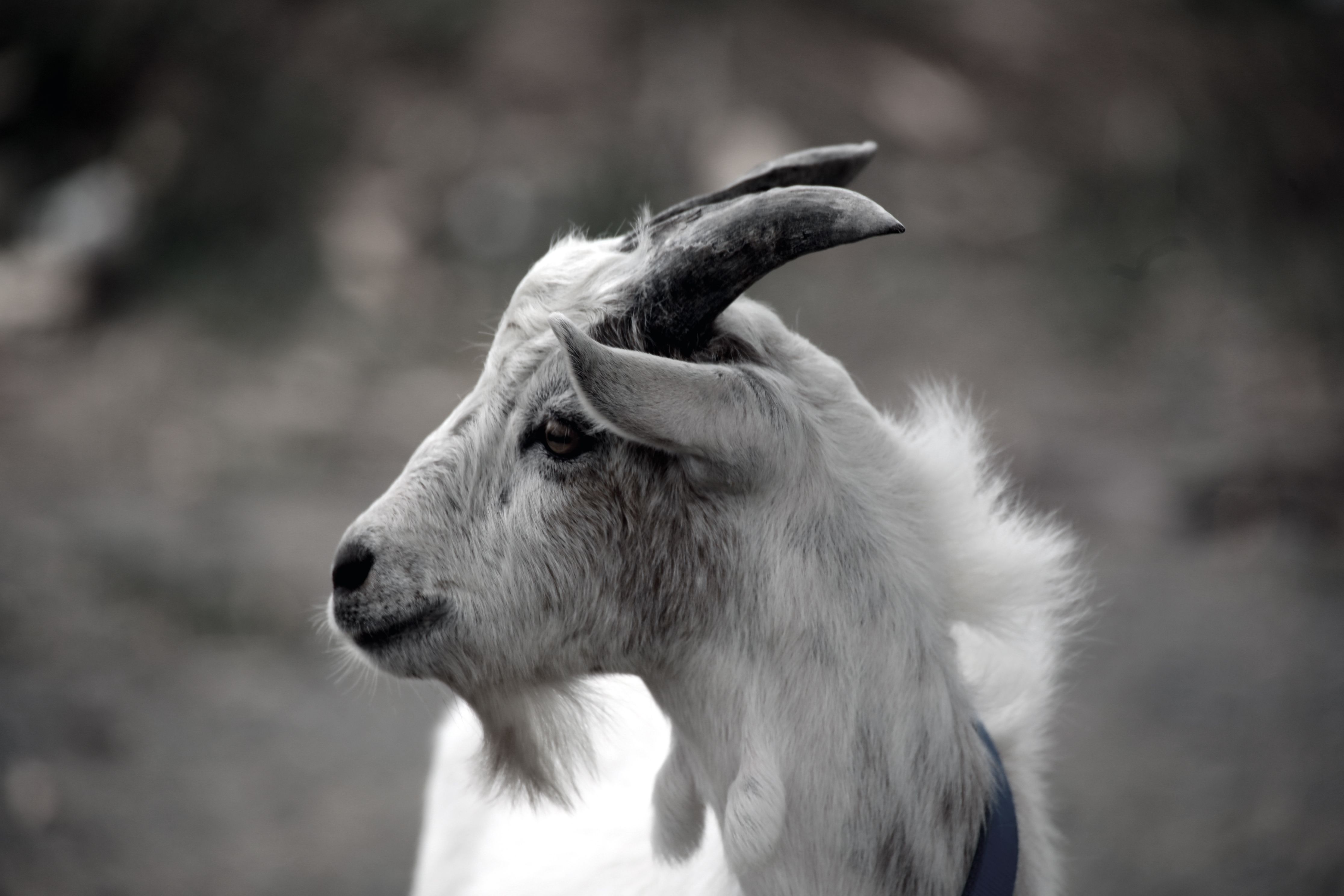 Profile of a Majestic Goat in Victoria · Free Stock Photo