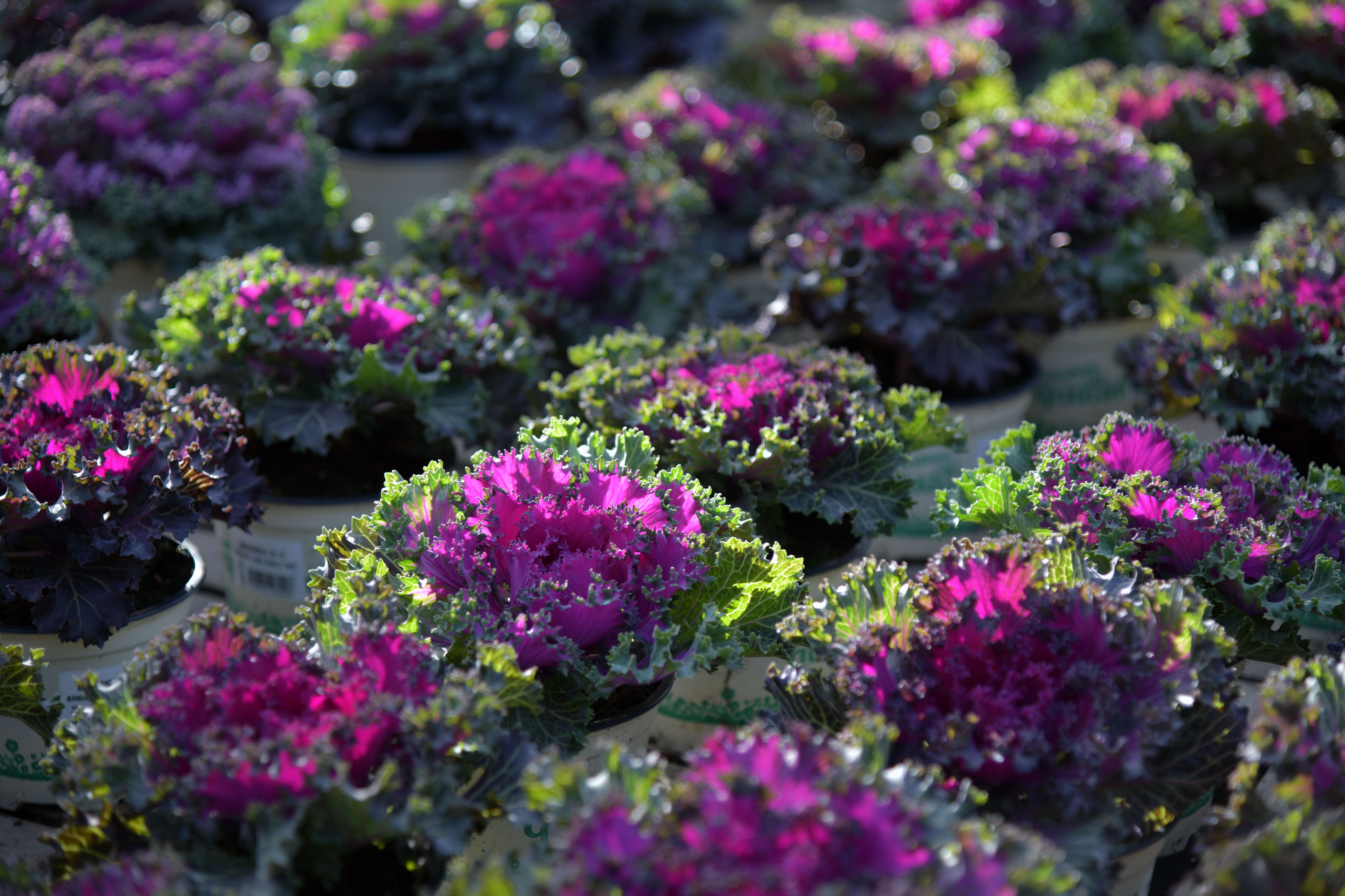 Vibrant Ornamental Kale in Colorful Bloom · Free Stock Photo