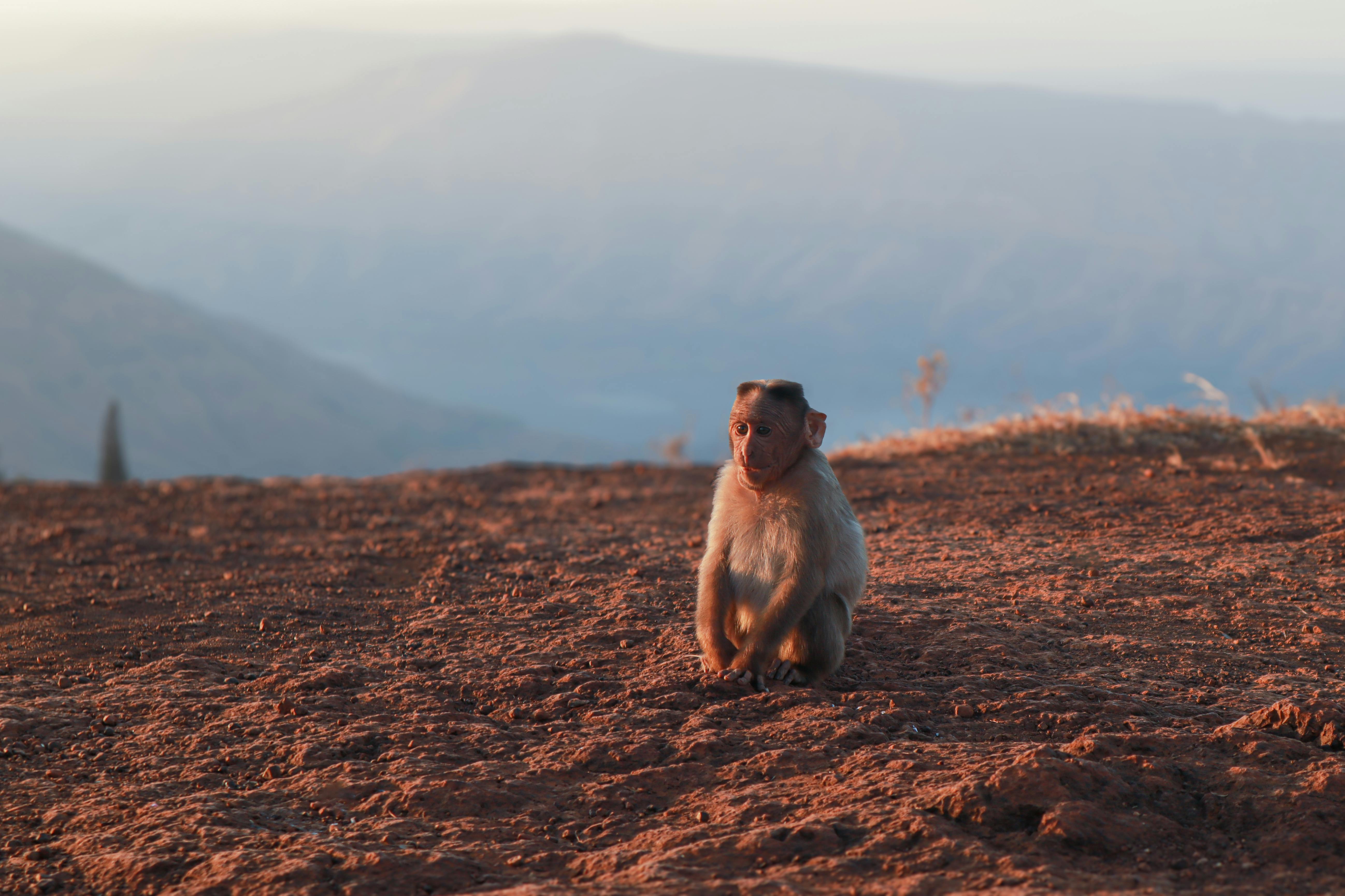 Solitary Monkey in Arid Mountain Landscape · Free Stock Photo