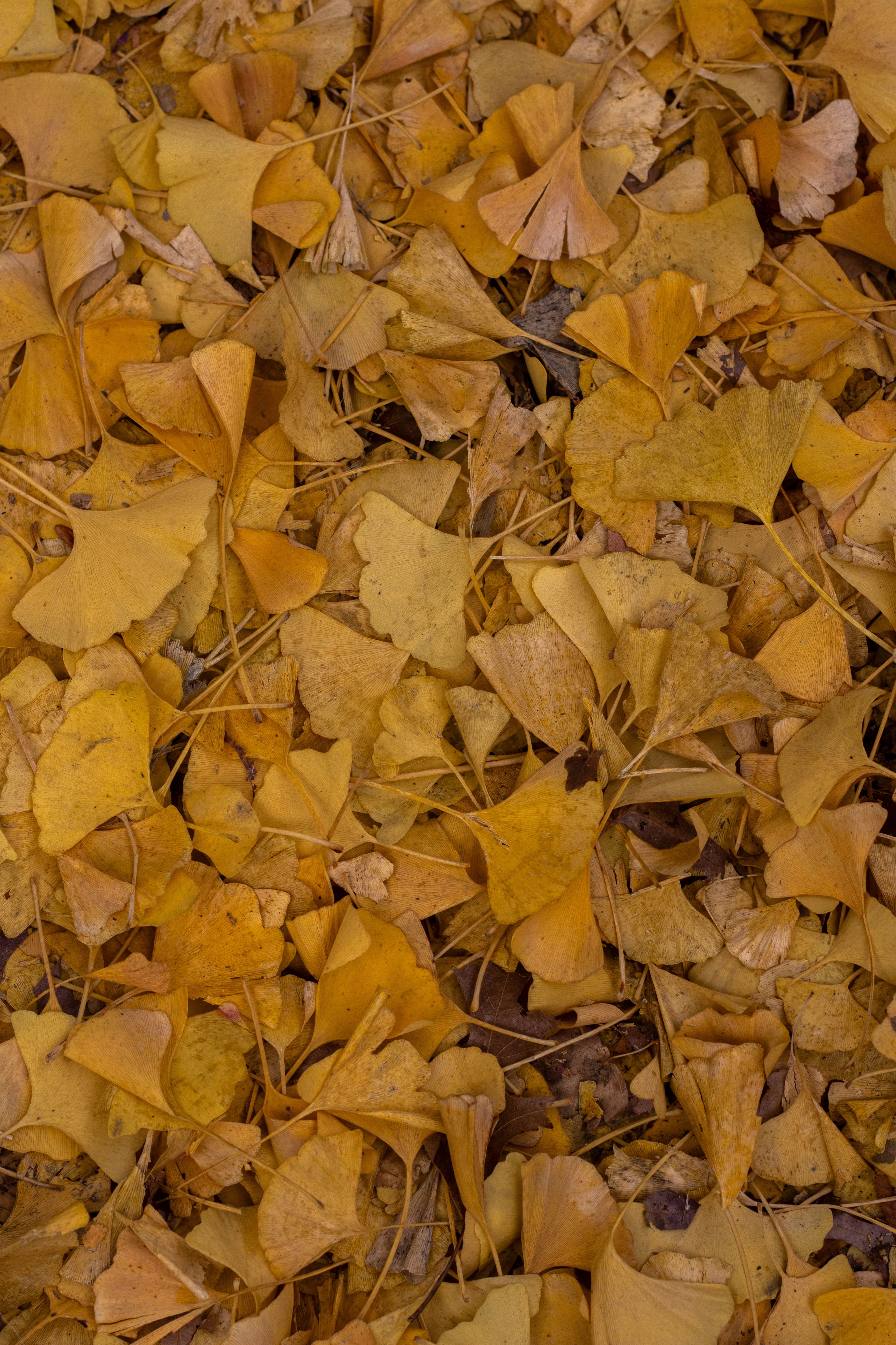 Ginkgo Biloba Leaves in Vibrant Autumn Colors · Free Stock Photo
