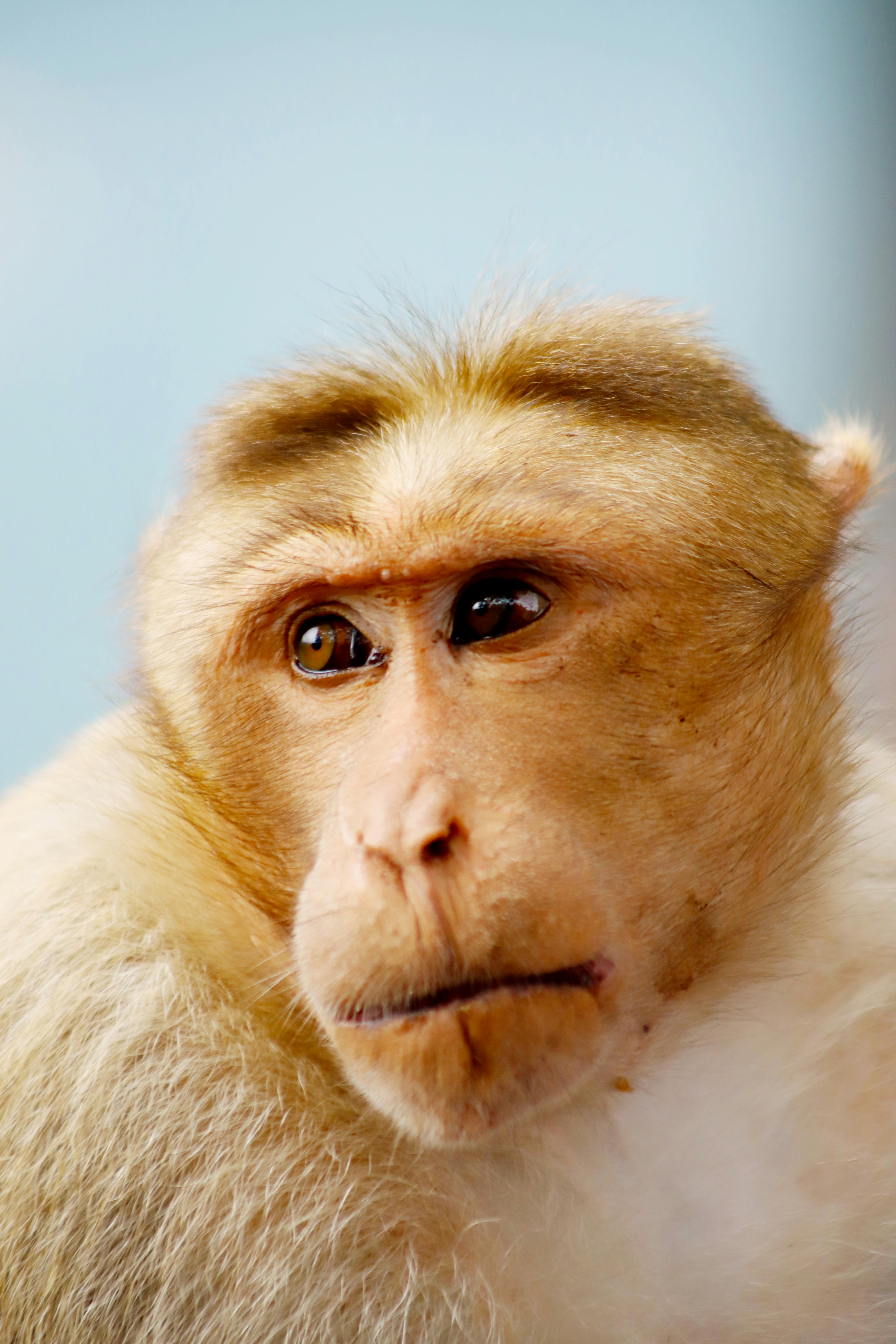 Close-up Portrait of a Rhesus Macaque · Free Stock Photo