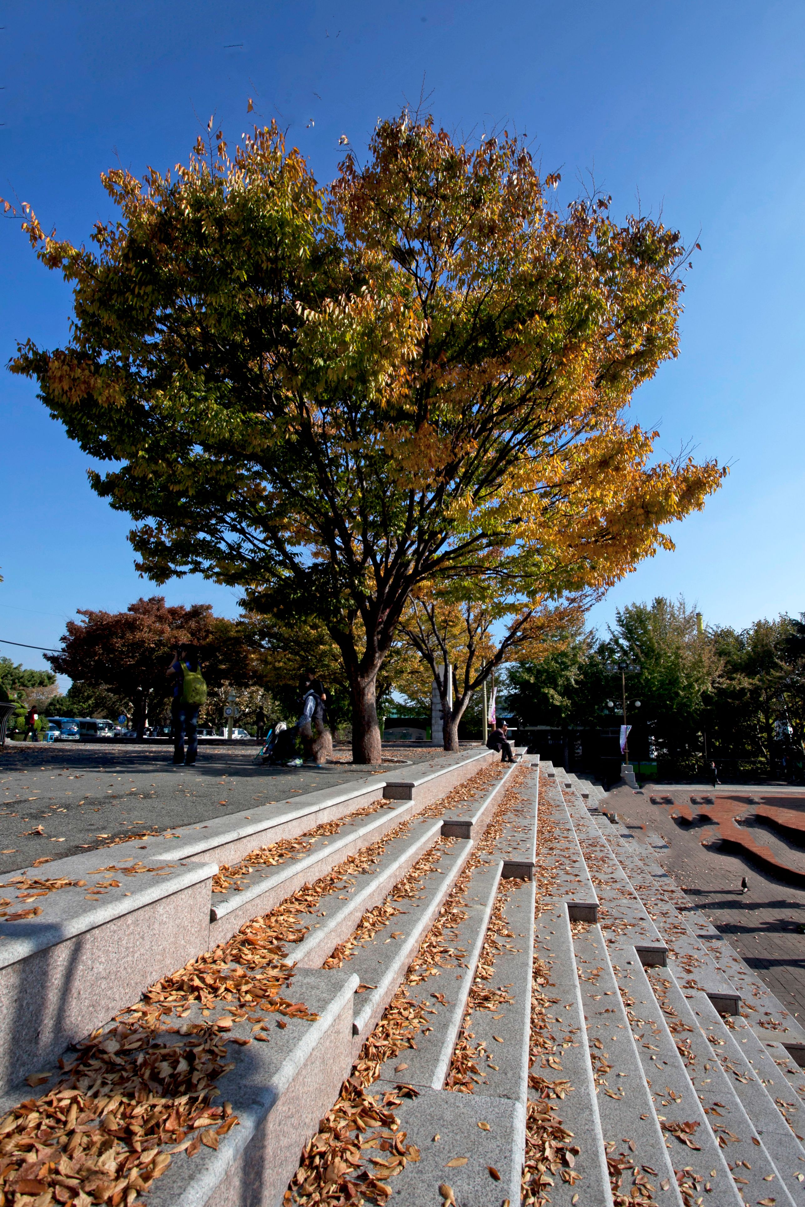 Autumn Leaves on Park Steps with Trees · Free Stock Photo