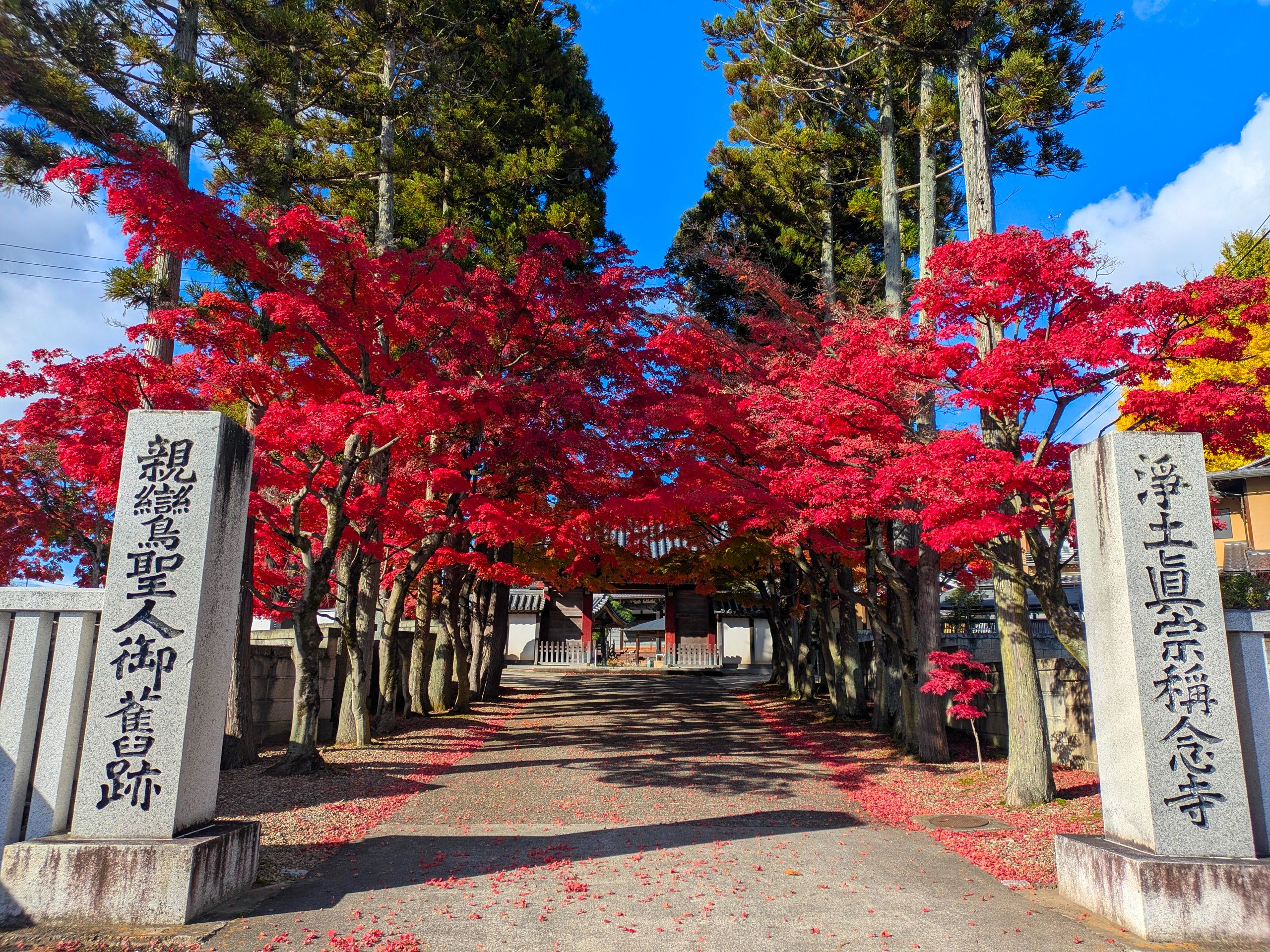 Vibrant Autumn Japanese Maple in Sendai · Free Stock Photo