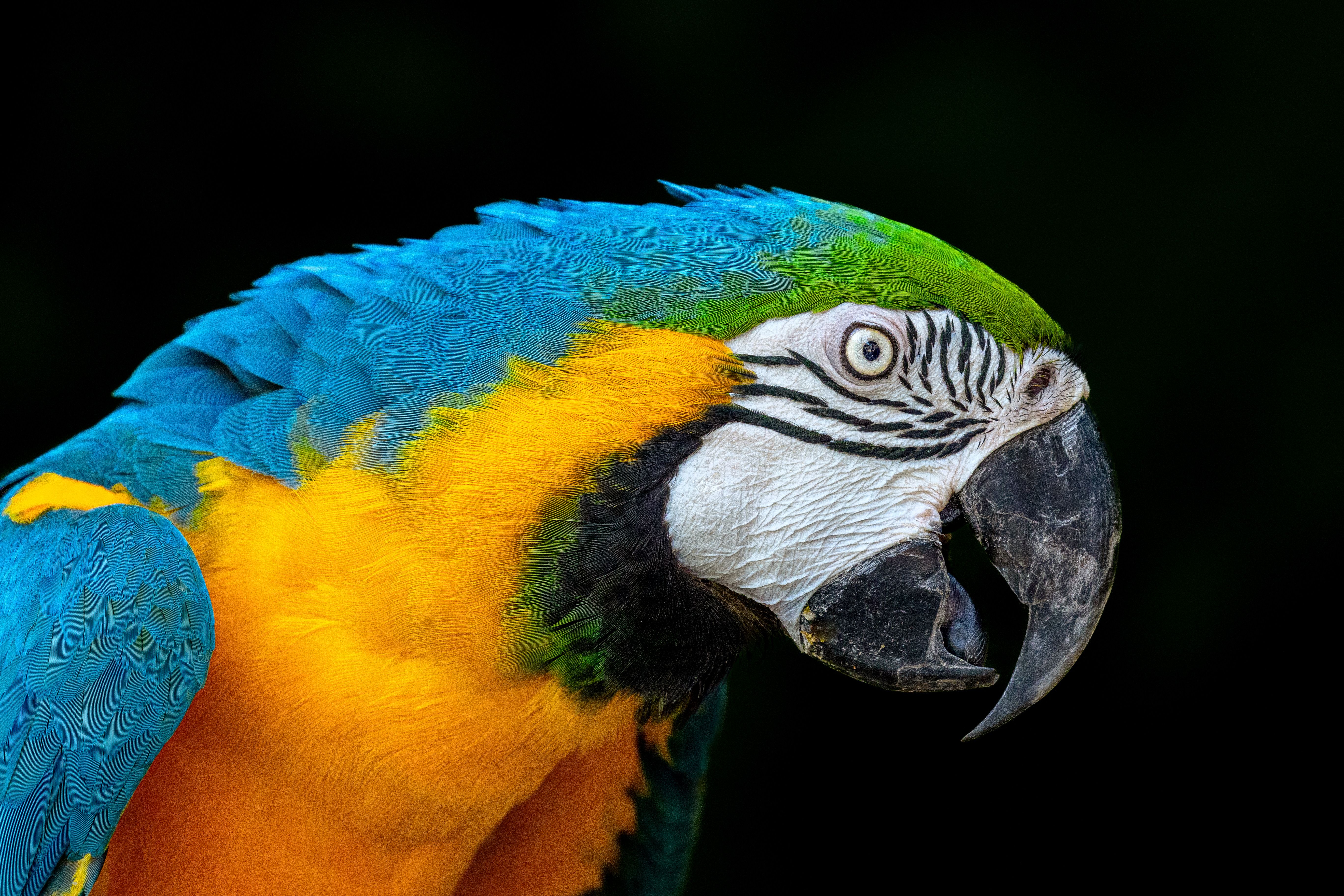 Close-up Photography Of Blue And Yellow Macaw · Free Stock Photo