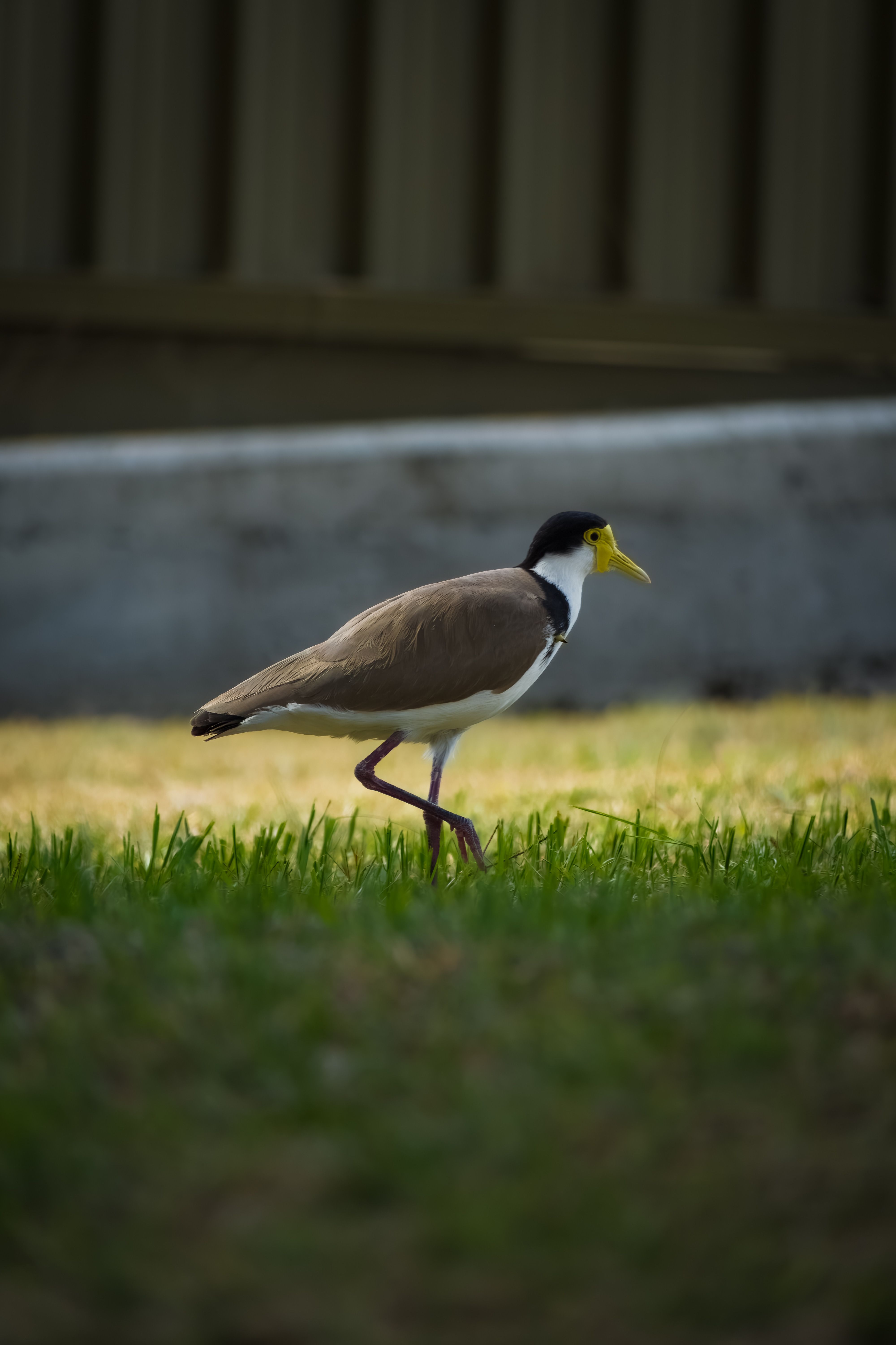 Masked Lapwing Plover in Sydney Park · Free Stock Photo