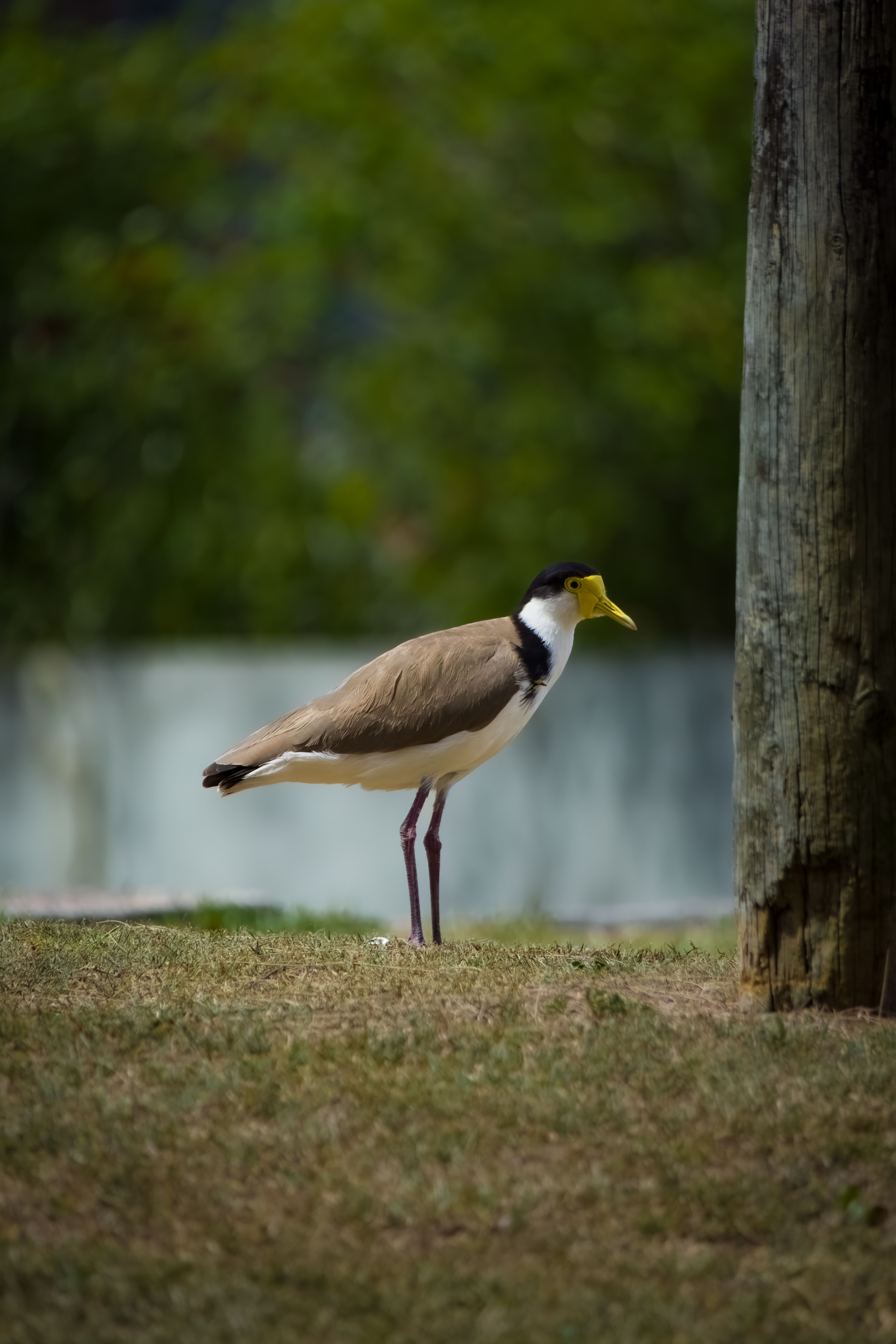 Masked Lapwing in Natural Habitat Outdoors · Free Stock Photo