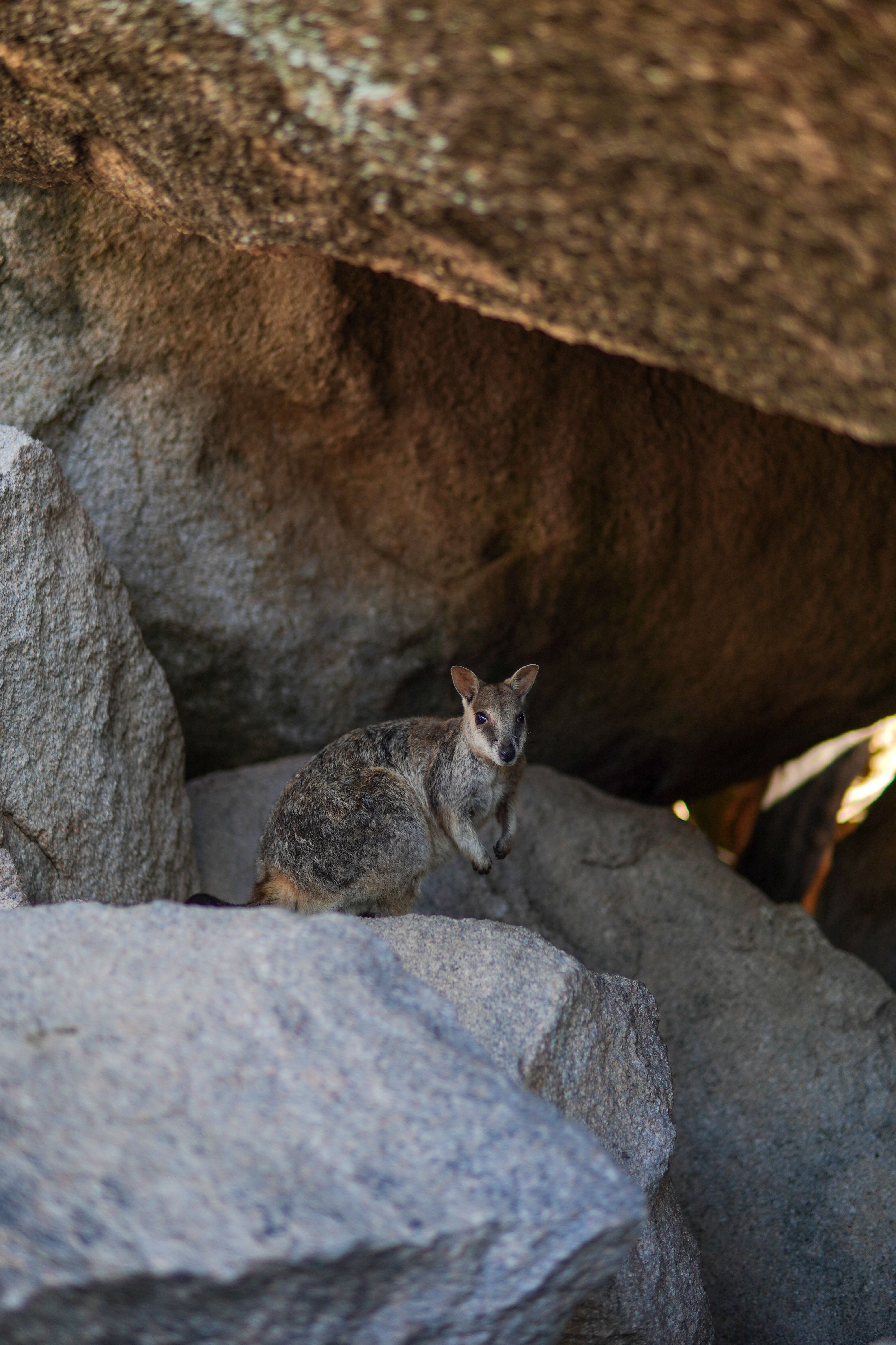 Shy Rock Wallaby in Rocky Outcrop Habitat · Free Stock Photo