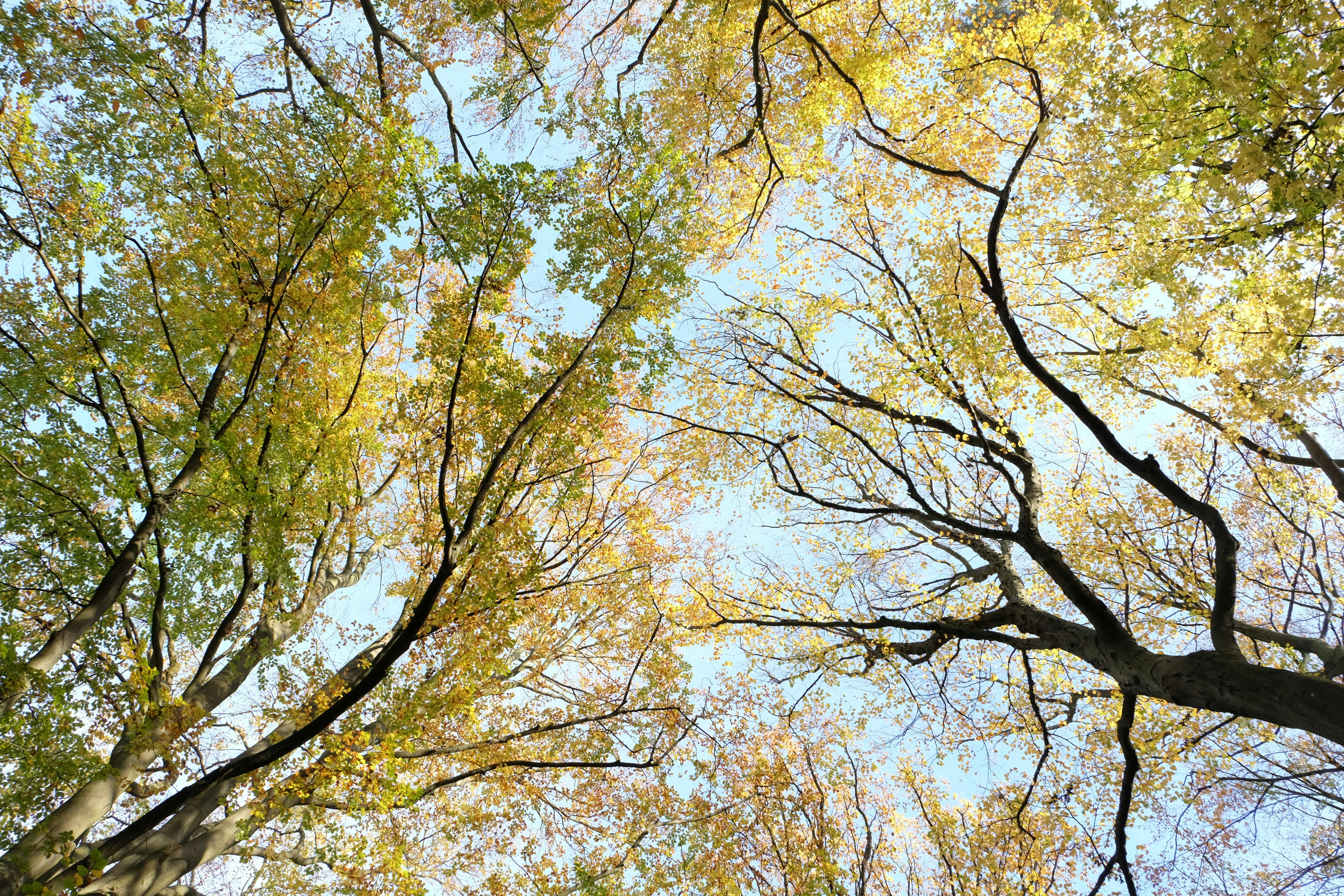 Looking Up at Vibrant Autumn Tree Canopy · Free Stock Photo