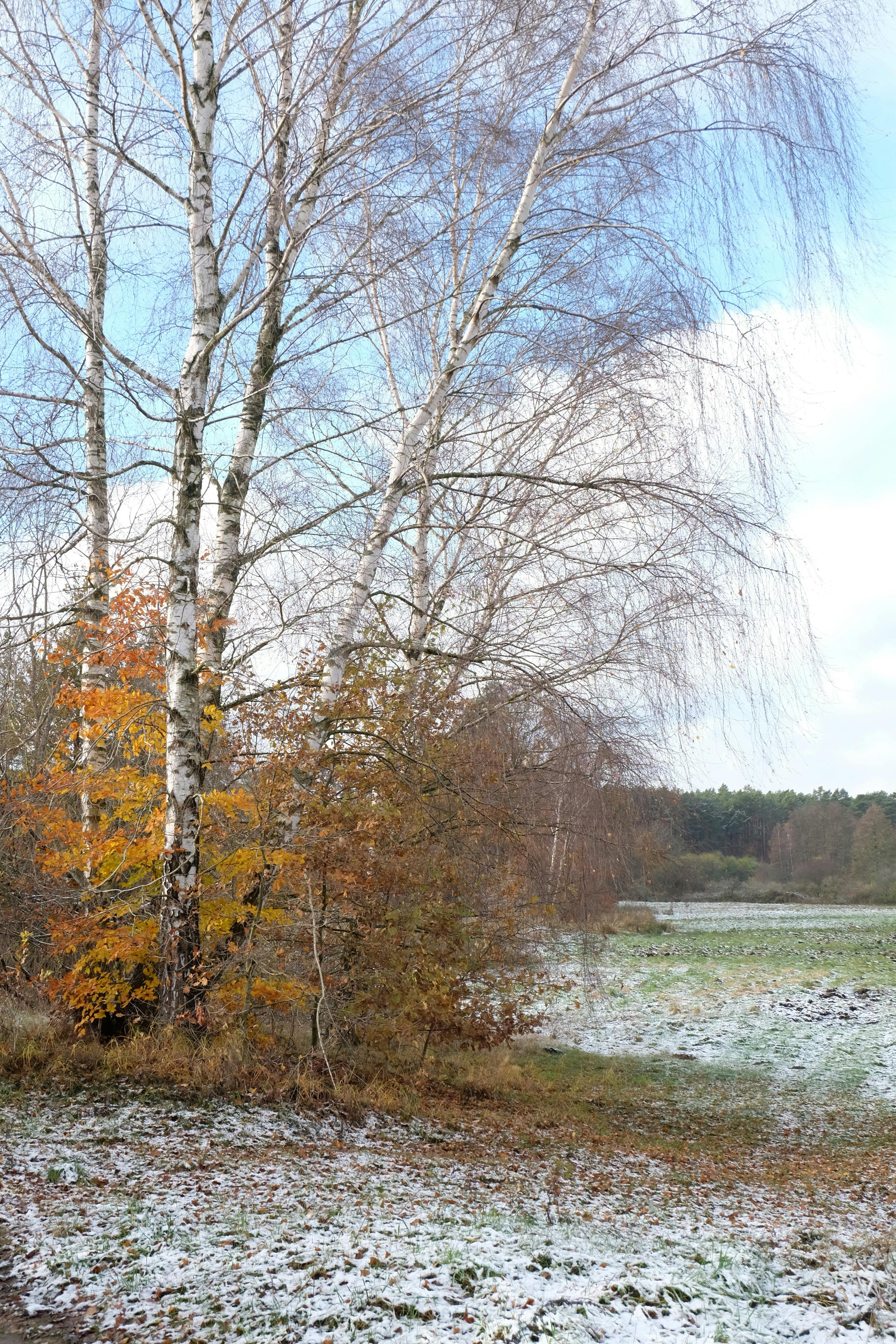 Serene Autumn Winter Landscape with Birch Trees · Free Stock Photo