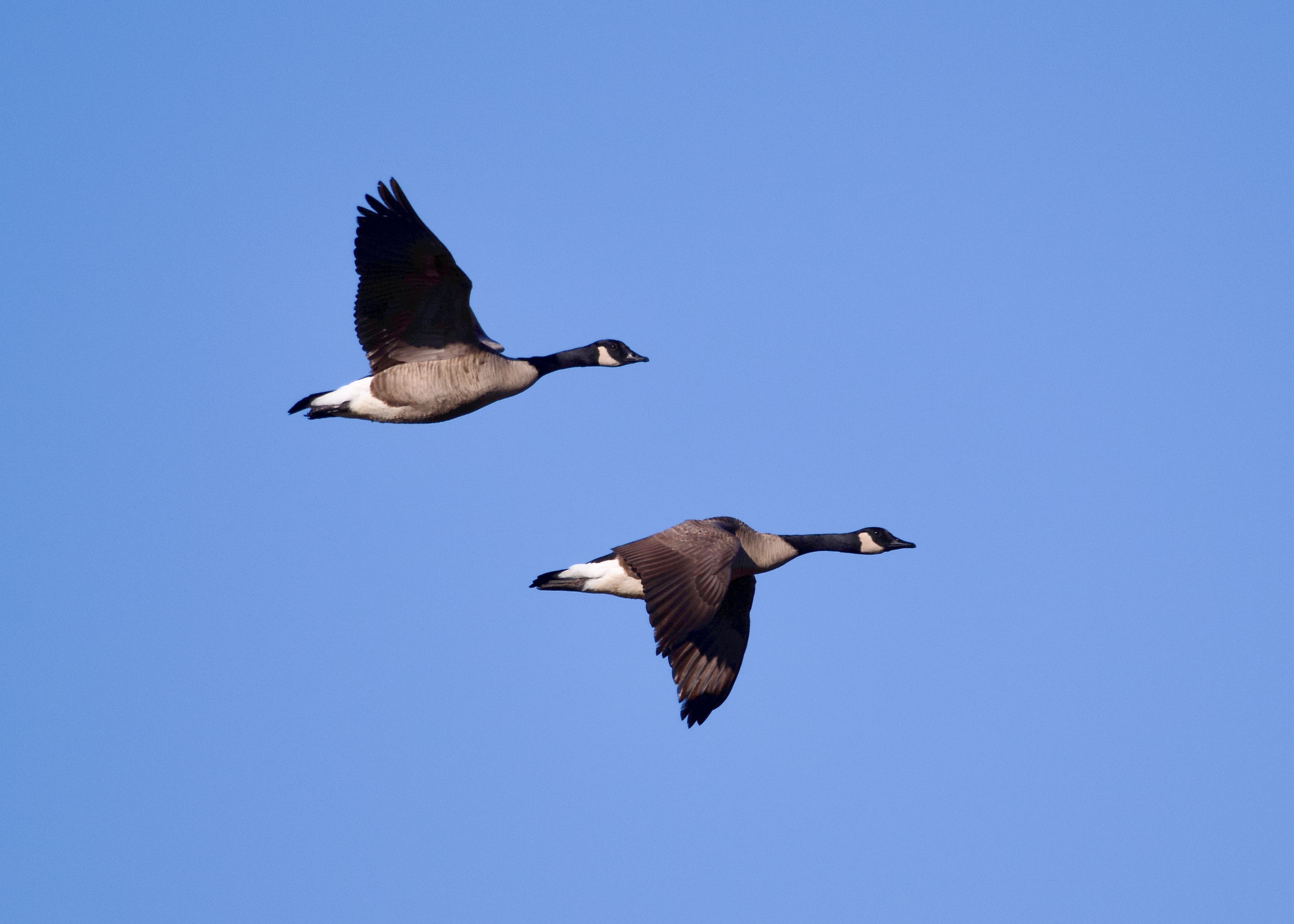 Pair of Canadian Geese in Flight Against Blue Sky · Free Stock Photo