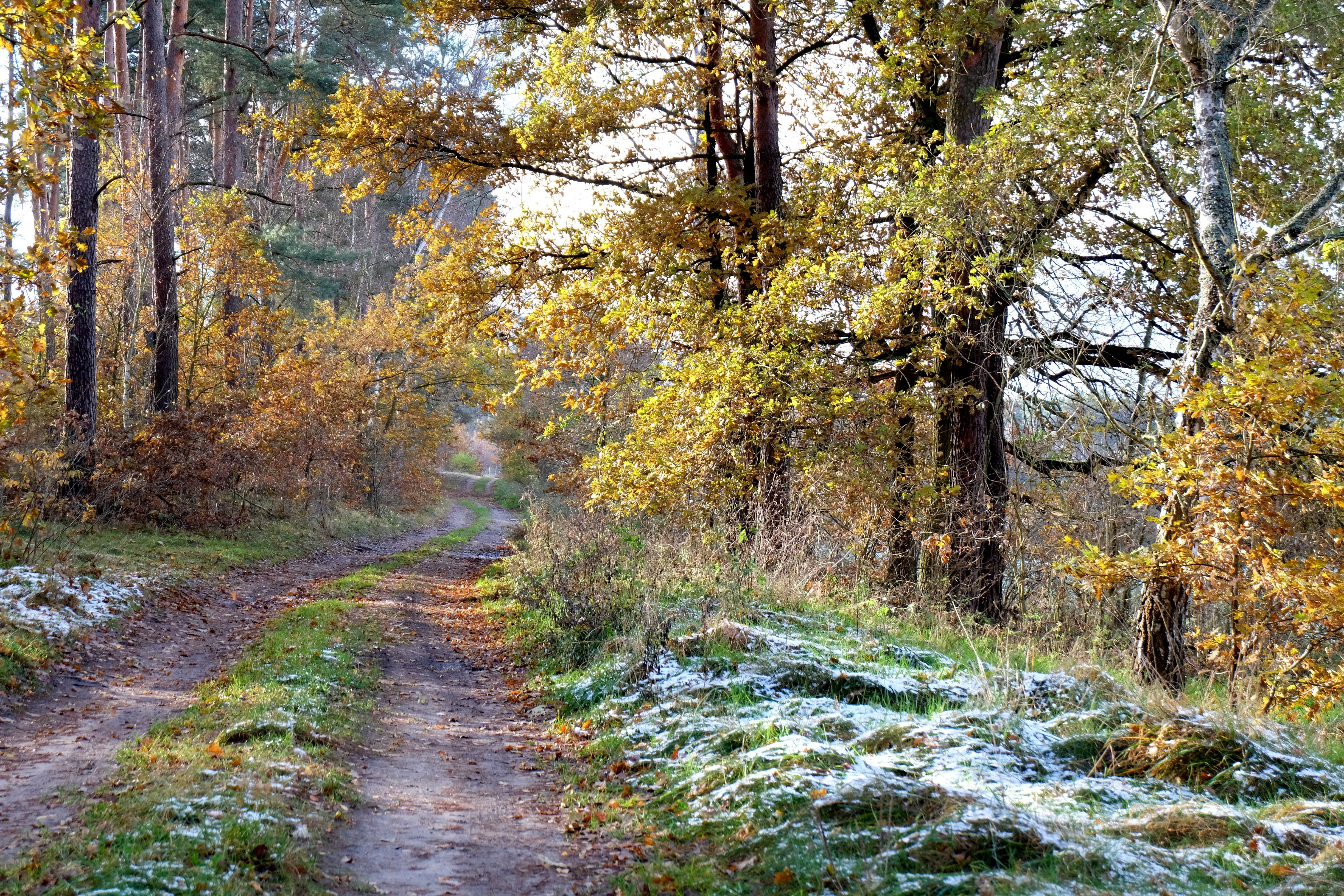 Serene Forest Path in Early Autumn · Free Stock Photo