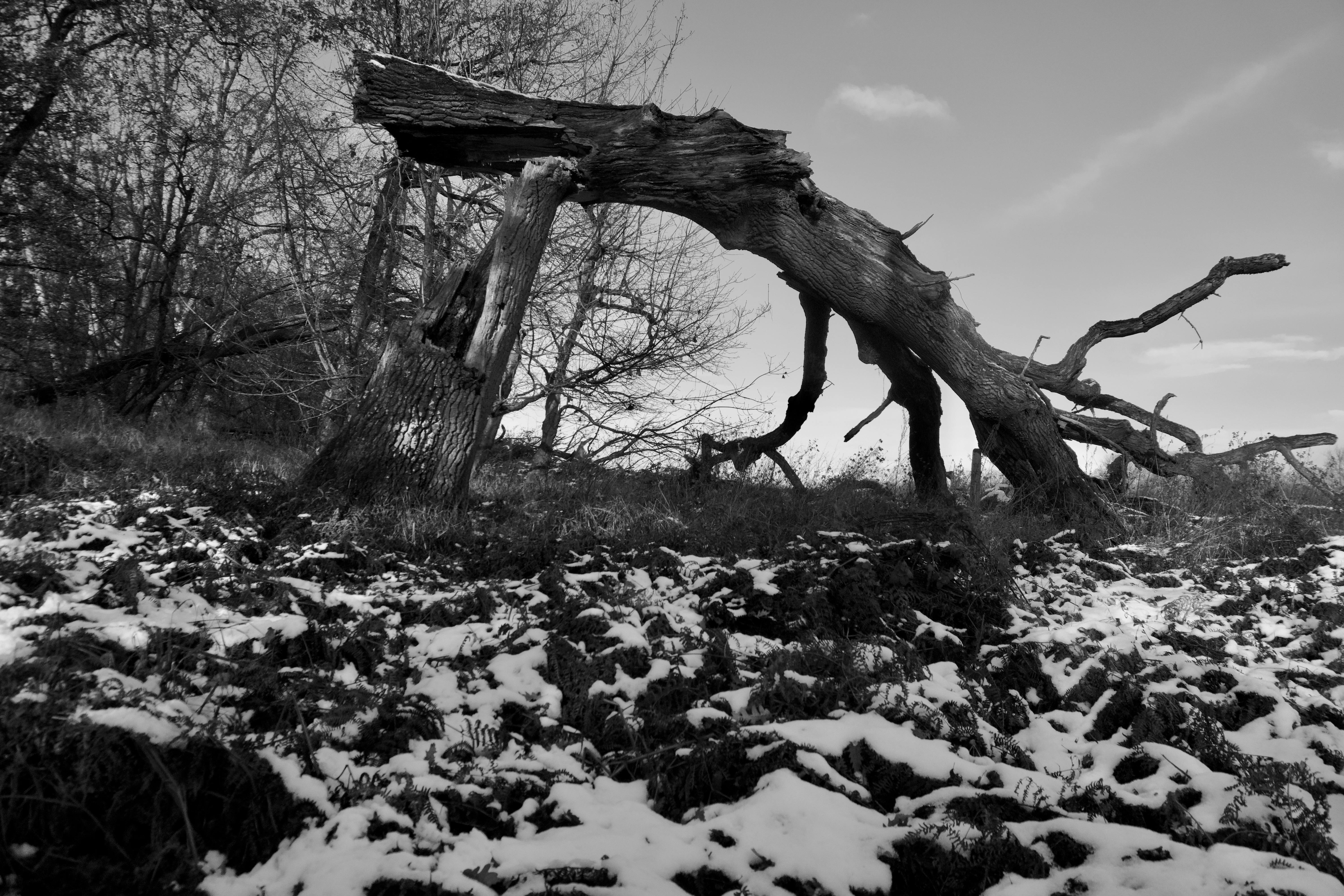 Capture Nef Photos, Download The BEST Free Capture Nef Stock Photos ...