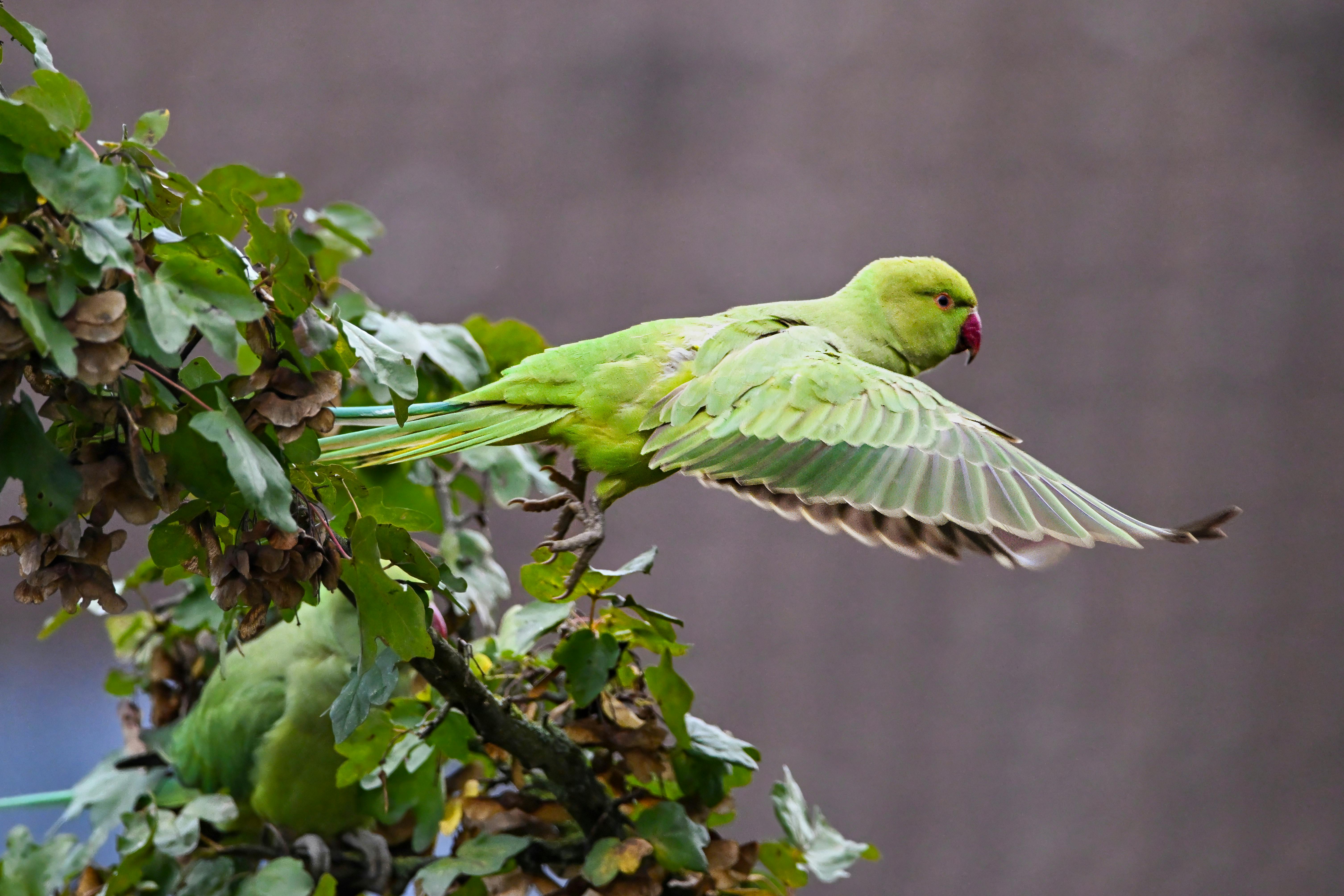 Rose-ringed Parakeet in a Vibrant Tree · Free Stock Photo