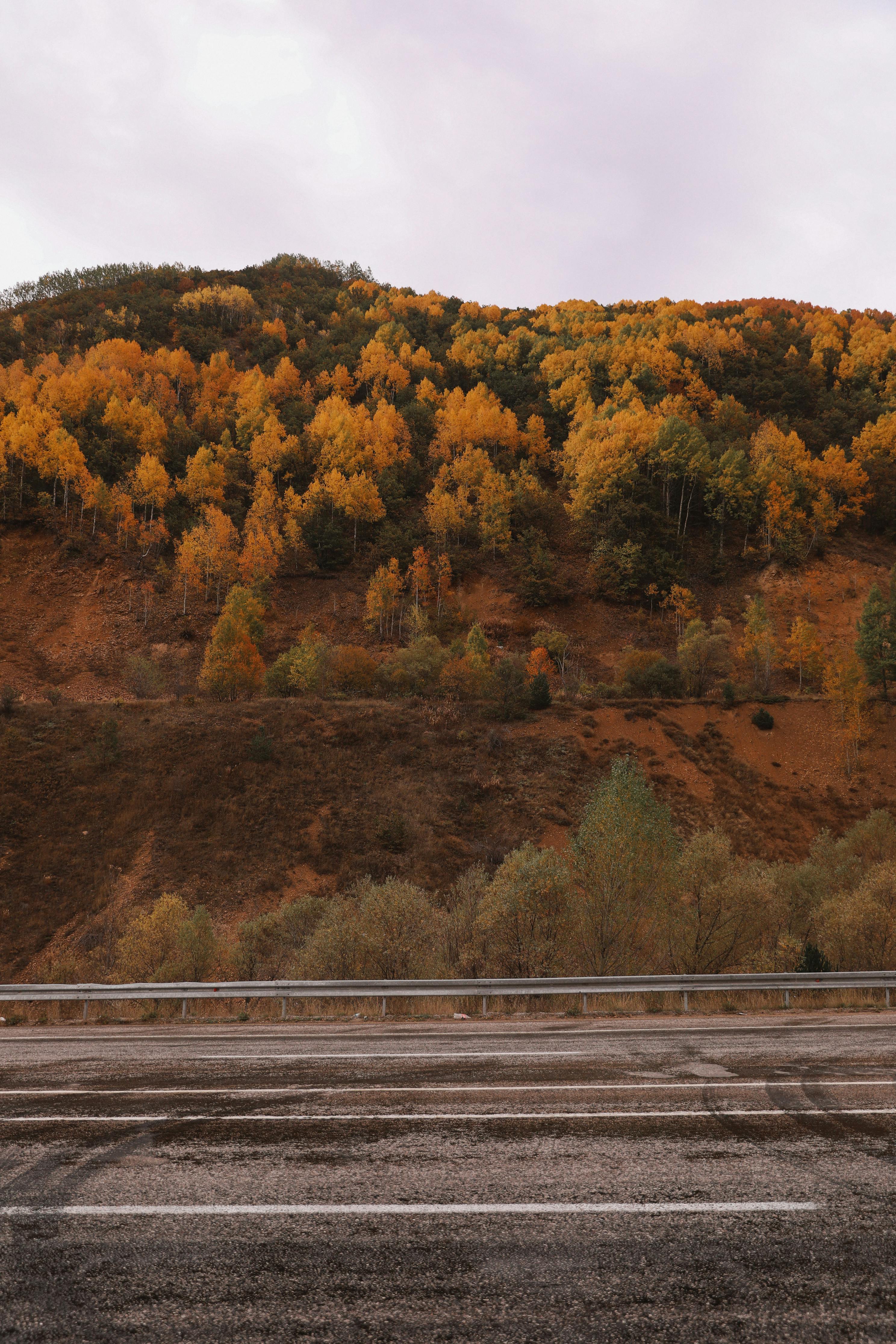 Scenic Autumn Roadside with Vibrant Foliage · Free Stock Photo