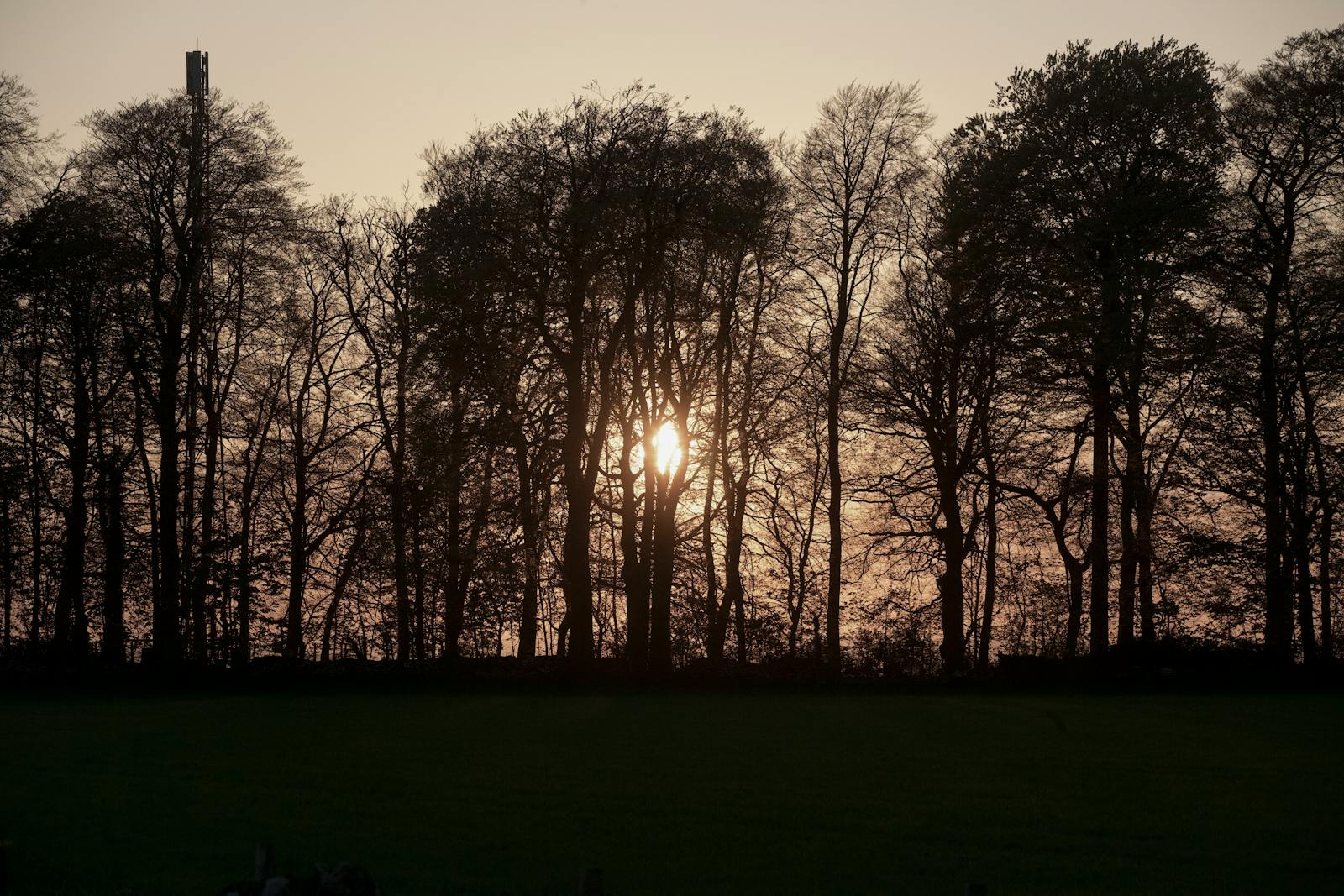 Tree Line Photos, Download The BEST Free Tree Line Stock Photos & HD Images