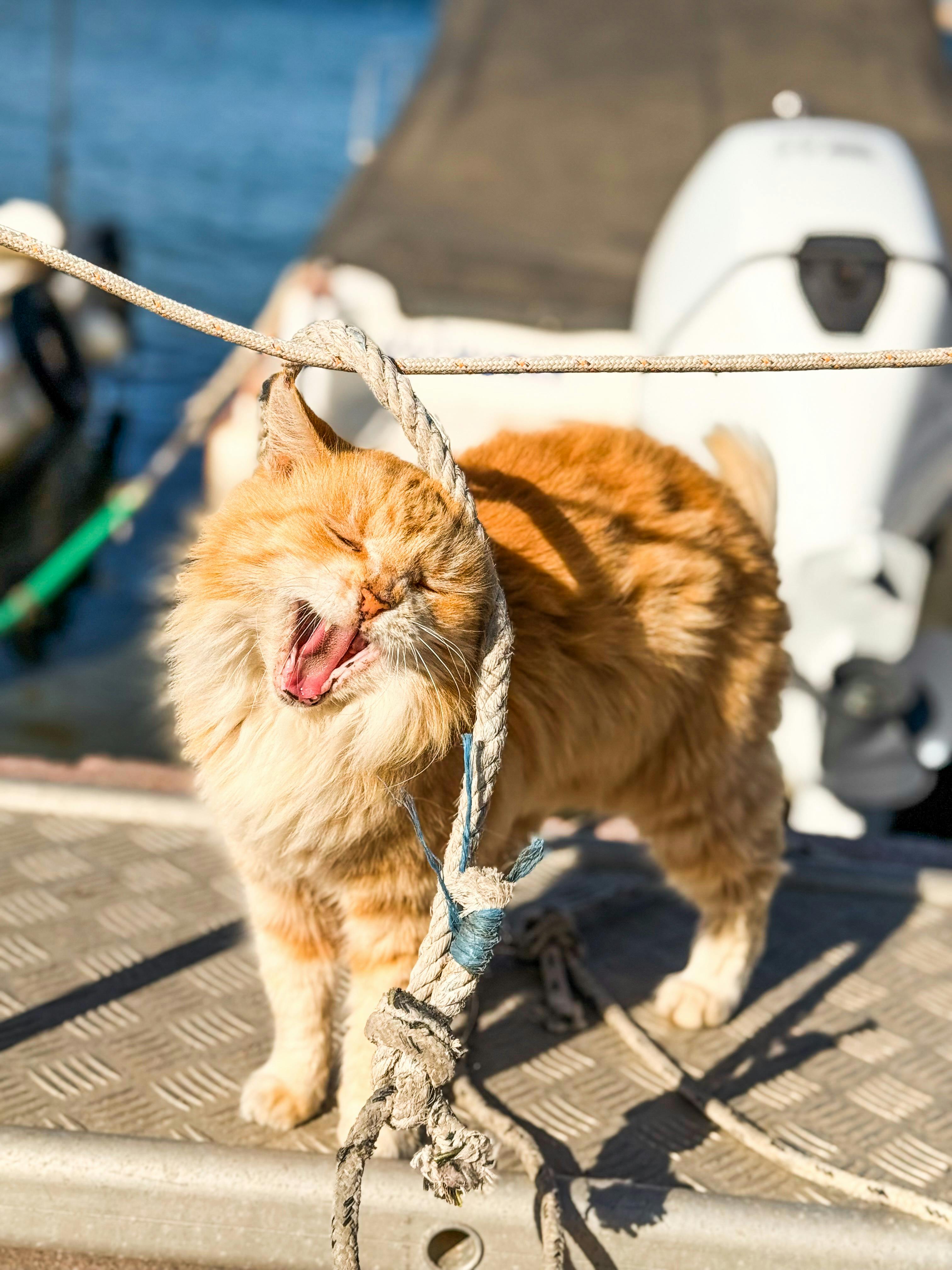 Sailing Cat Photos, Download The BEST Free Sailing Cat Stock Photos ...