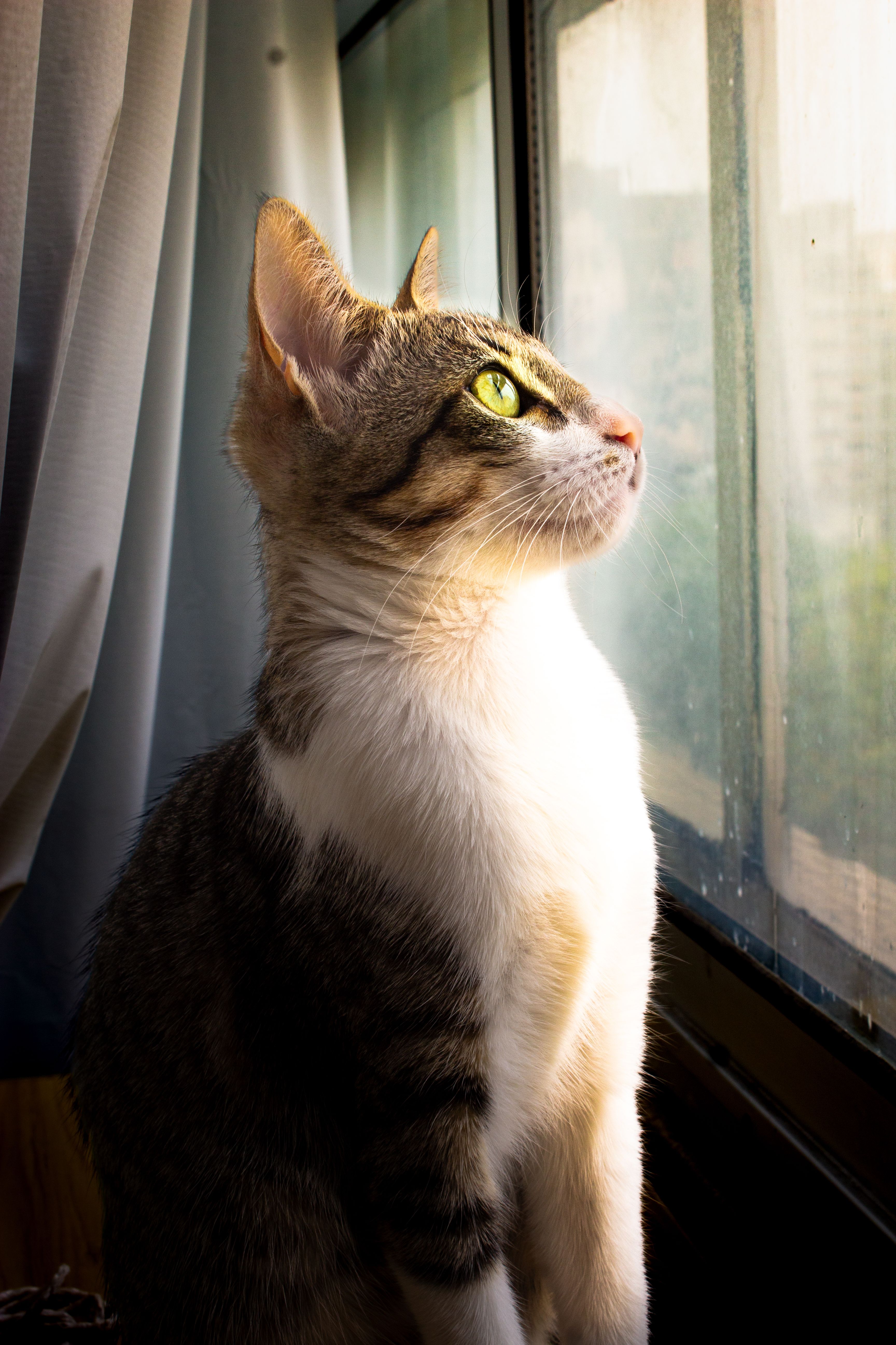 Cat Looking Outside Photos, Download The BEST Free Cat Looking Outside ...