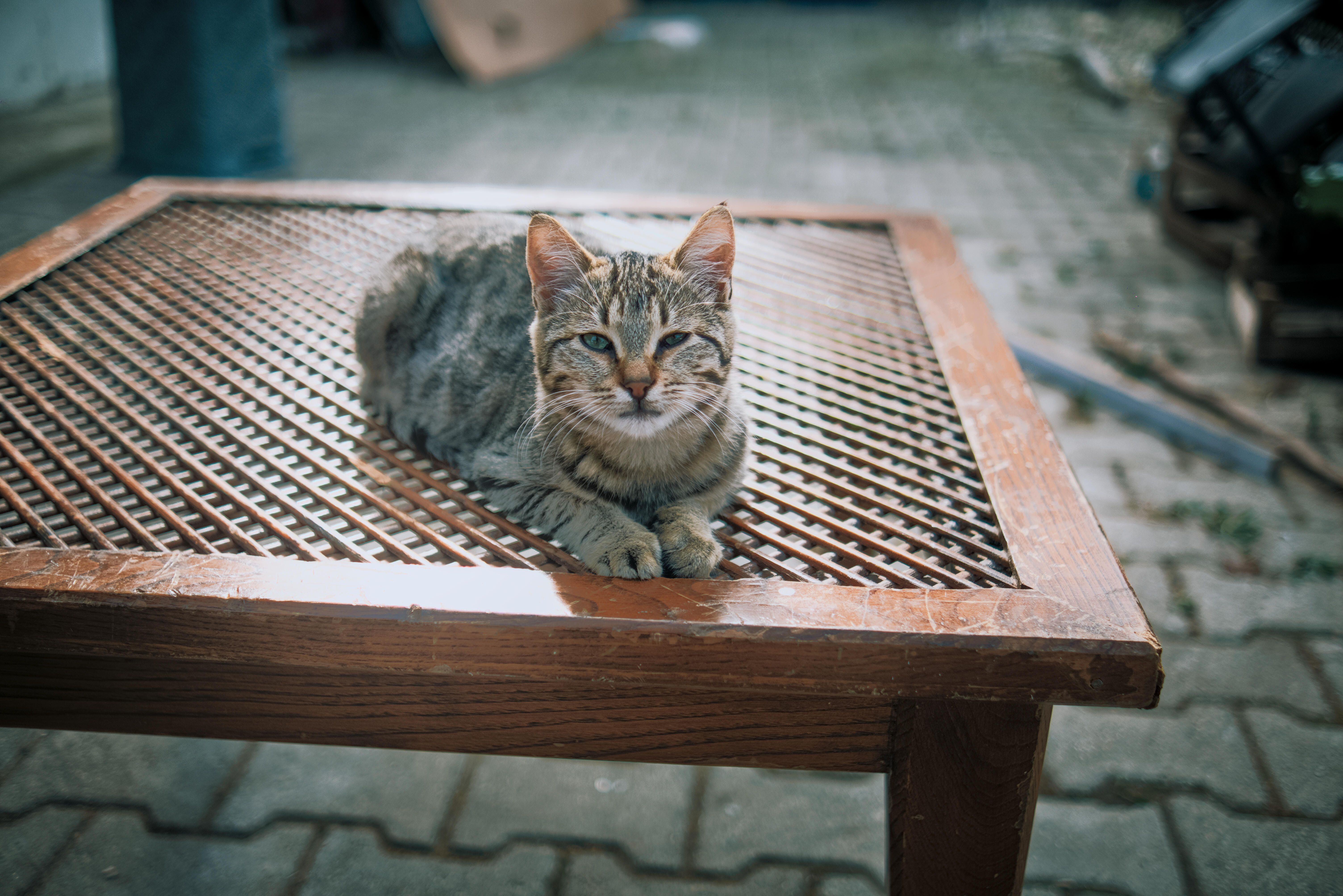 Adorable Tabby Cat Relaxing on Wooden Table · Free Stock Photo