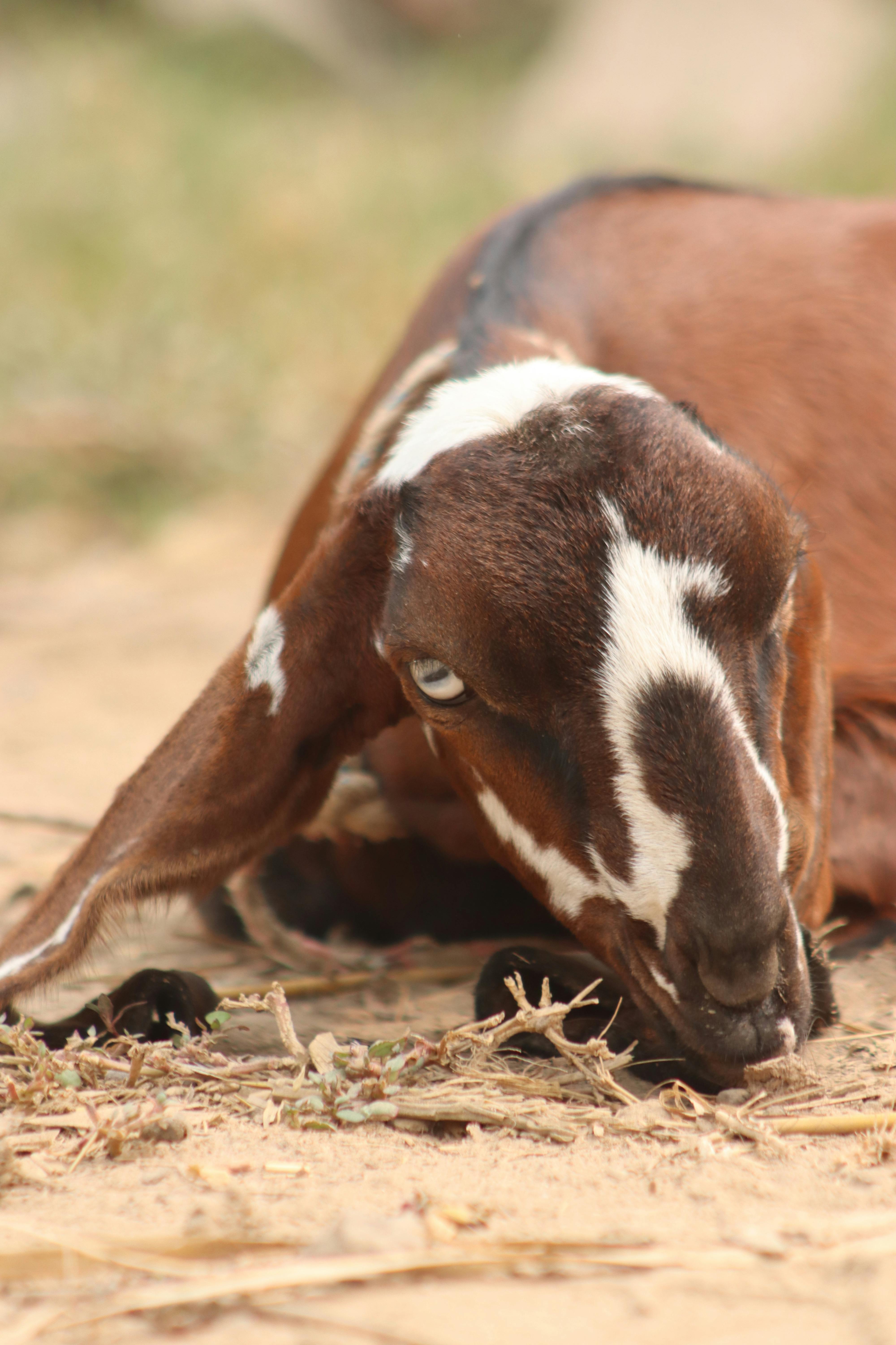 Resting Goat on Sunlit Pasture · Free Stock Photo