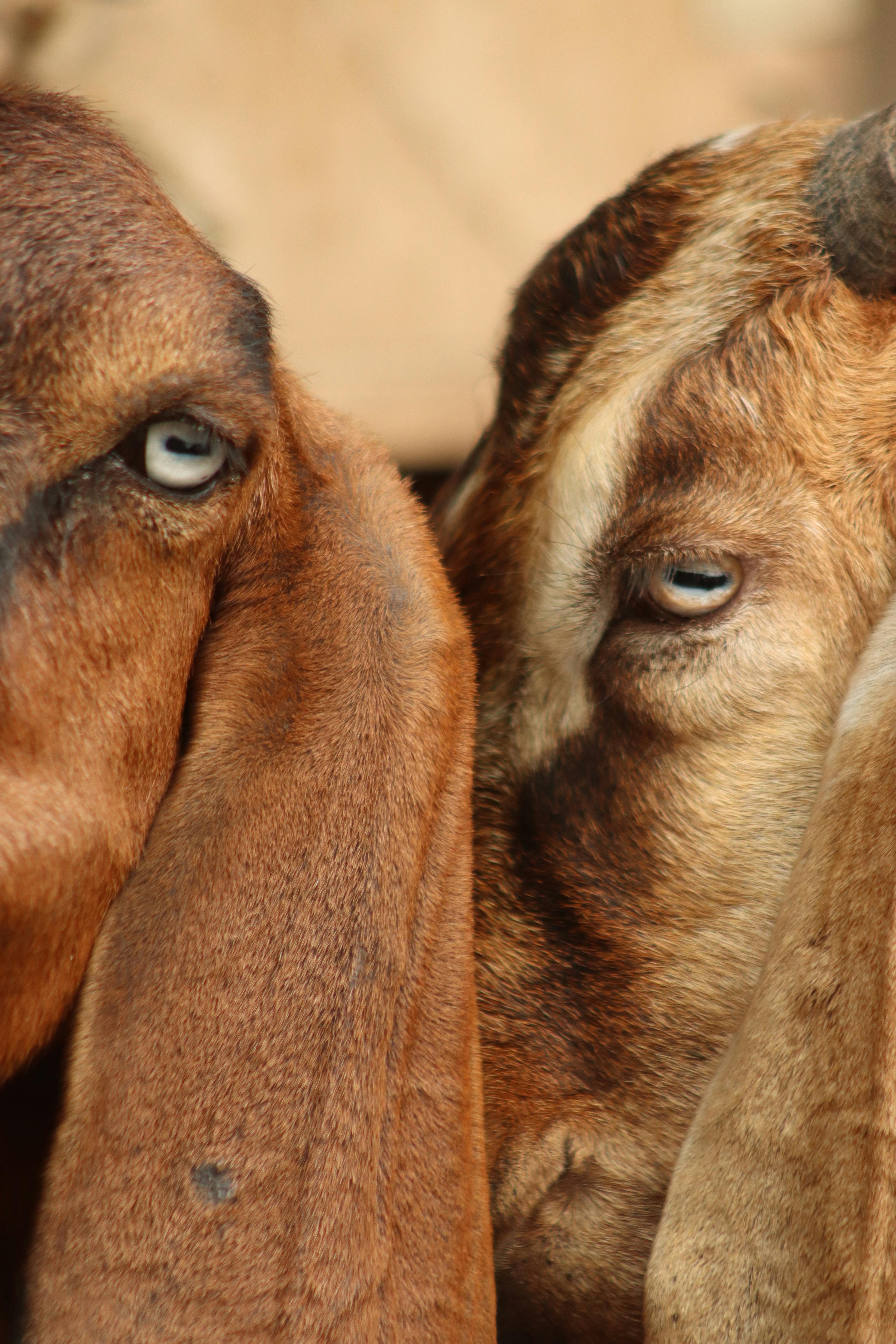 Red Goat · Free Stock Photo