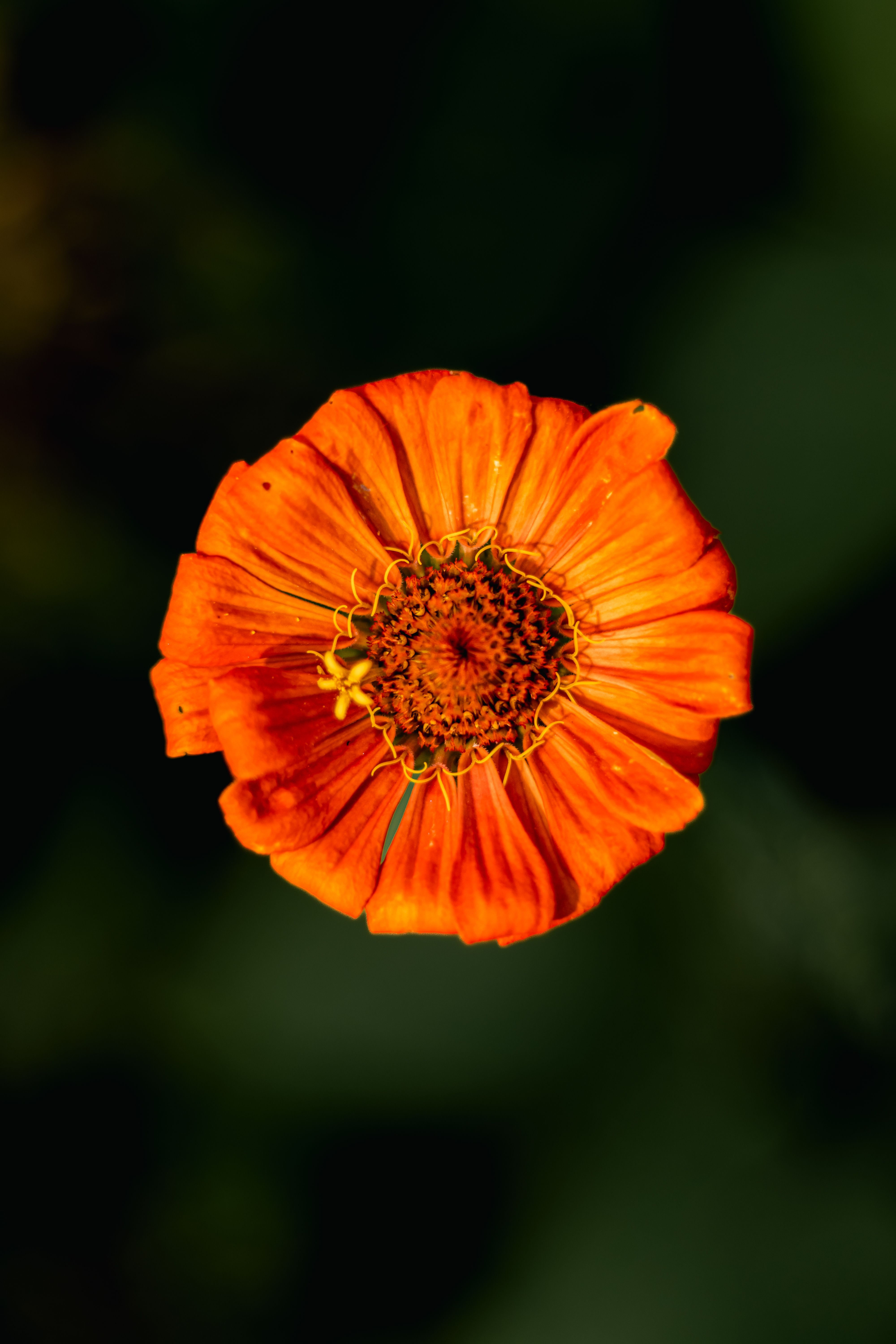 Bright flower with wet petals · Free Stock Photo