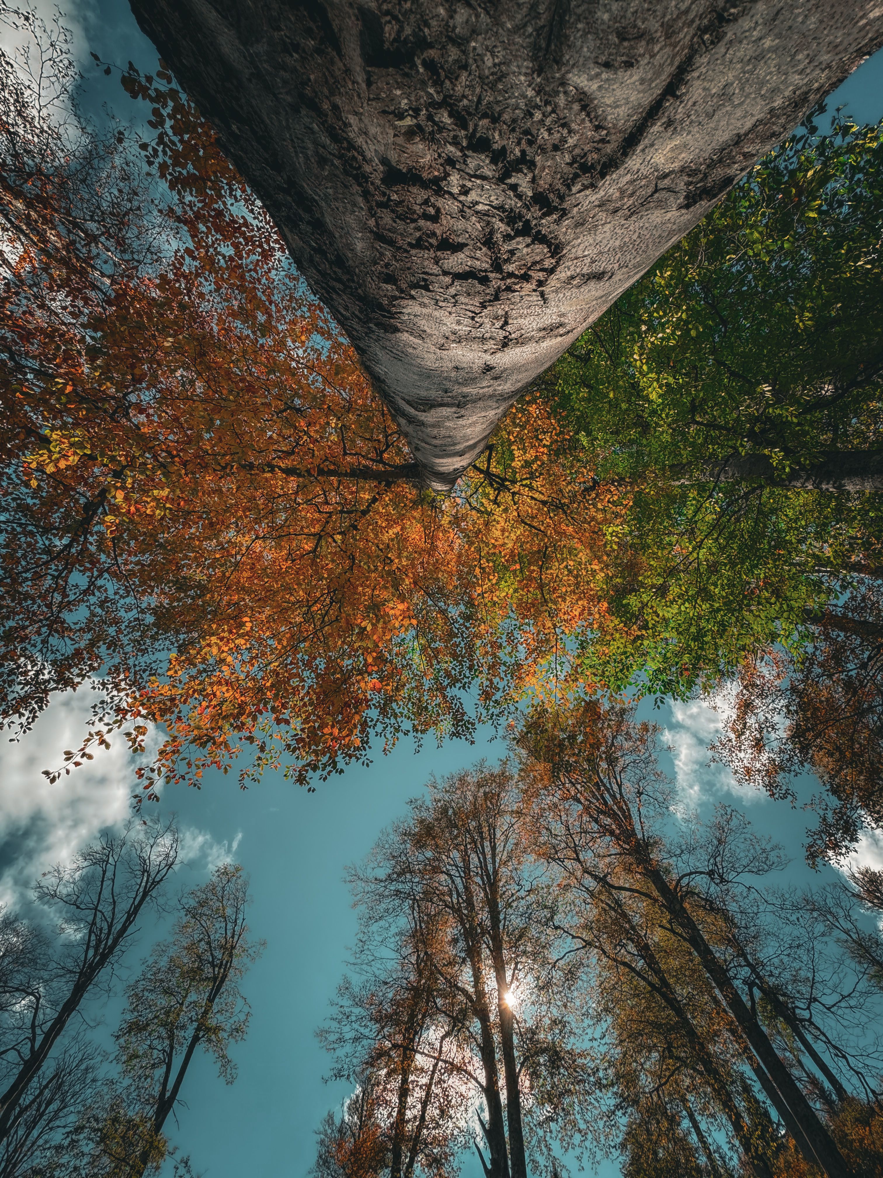 Dynamic Upward View of Colorful Autumn Trees · Free Stock Photo