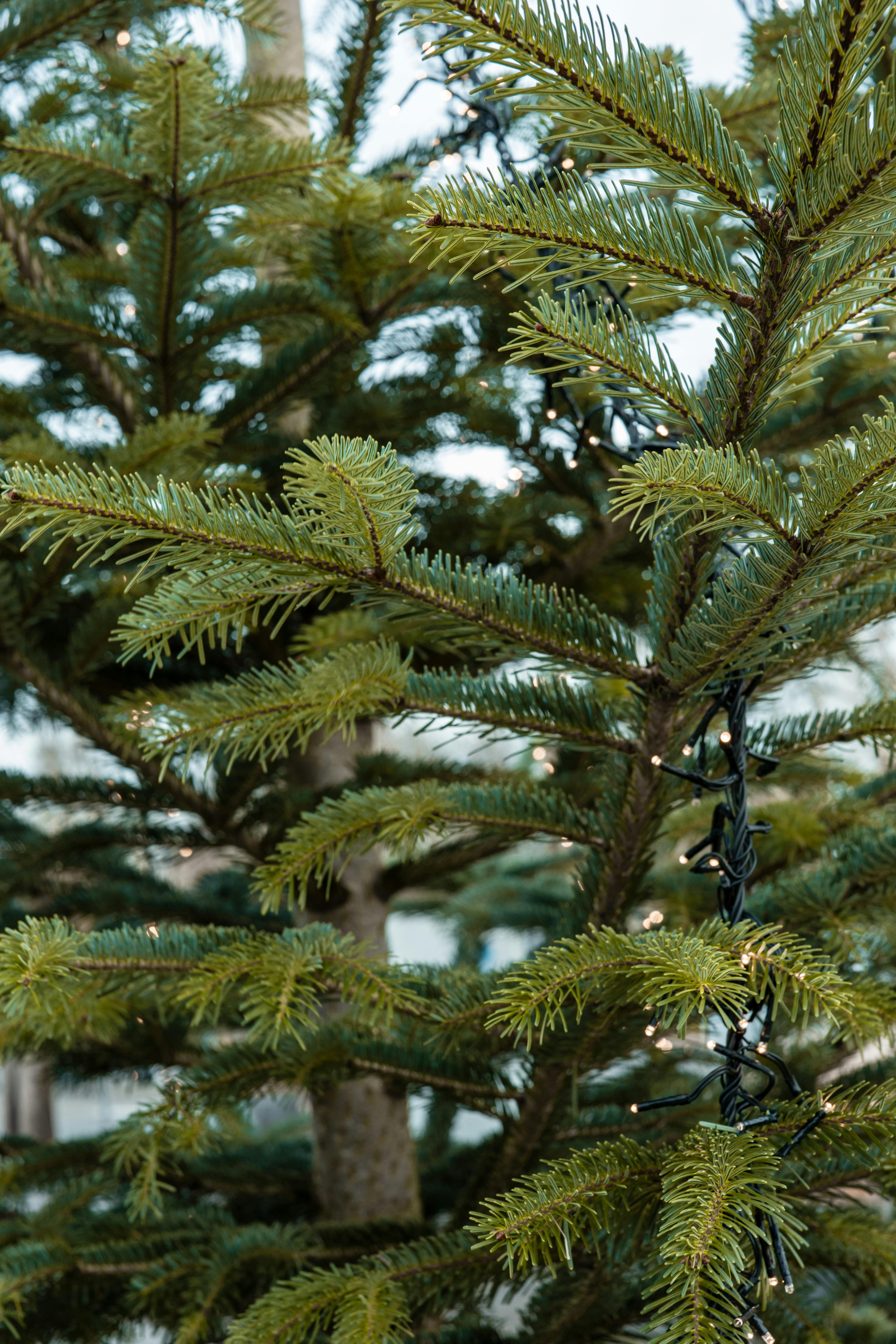 Close-up of Festively Lit Evergreen Branches · Free Stock Photo