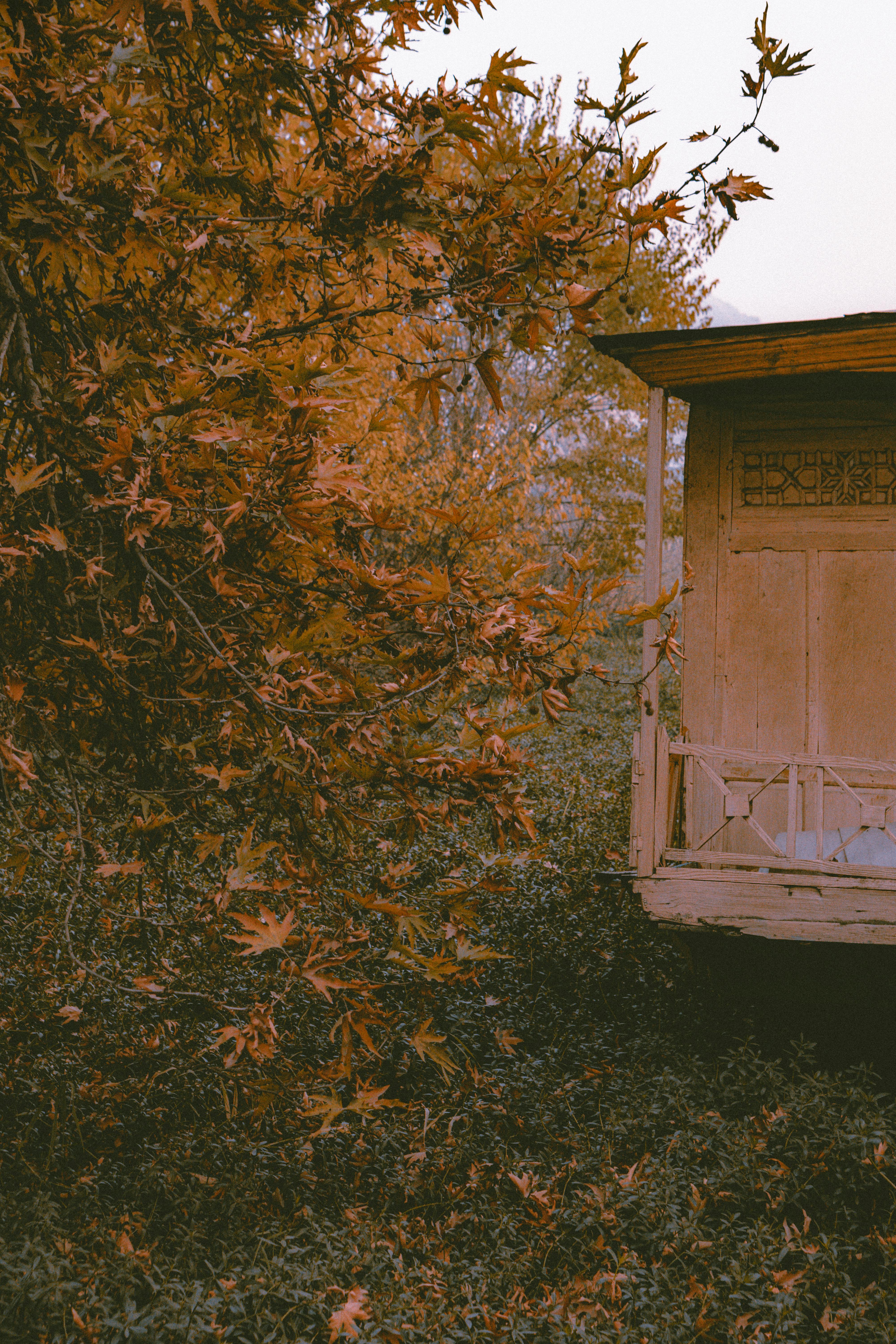 Rustic Autumn Scene with Wooden Cabin · Free Stock Photo