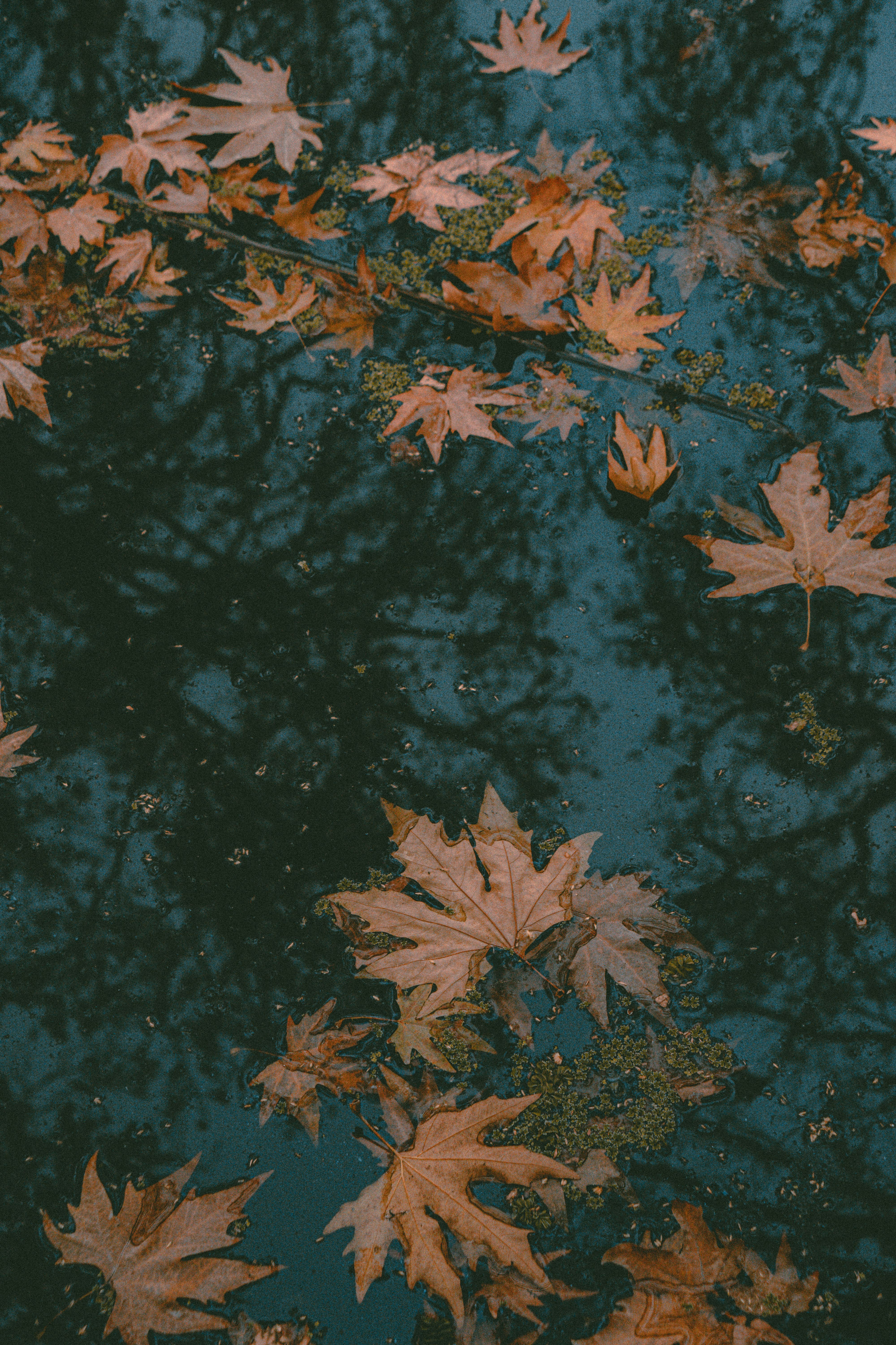 Moody Autumn Leaves Floating on Water · Free Stock Photo