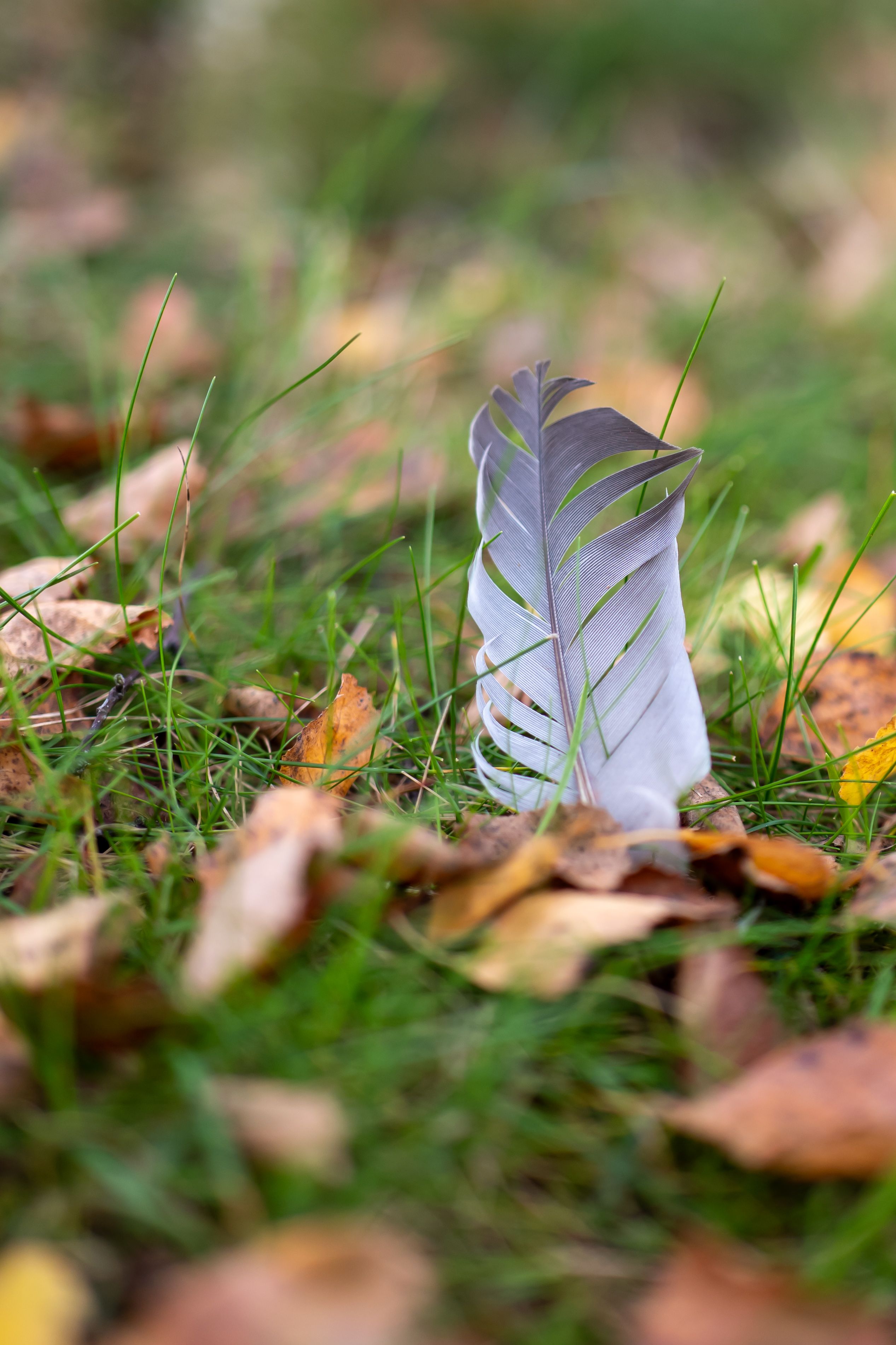 Feather on Grass Surrounded by Autumn Leaves · Free Stock Photo