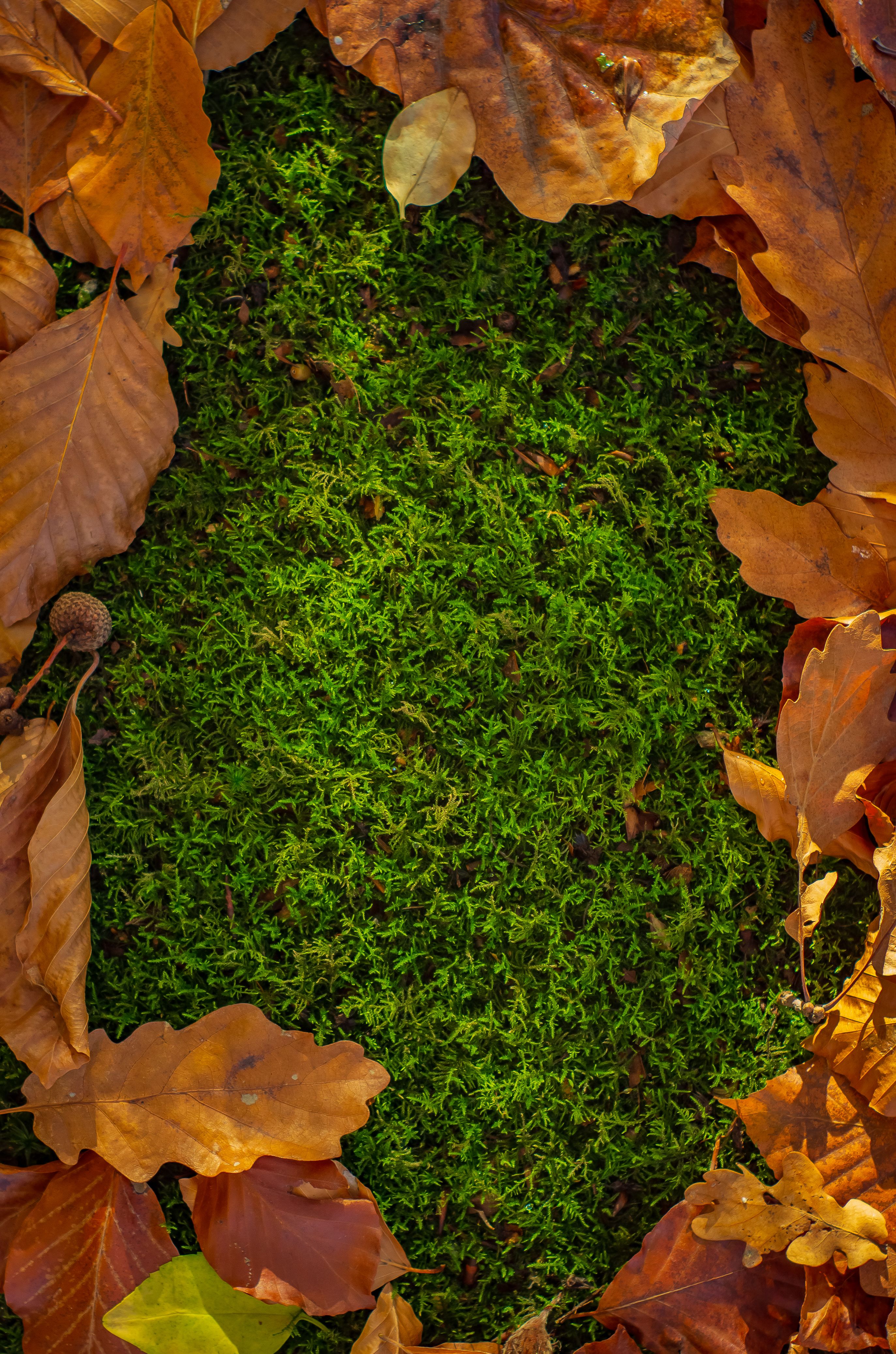 Vibrant Green Moss Surrounded by Autumn Leaves · Free Stock Photo