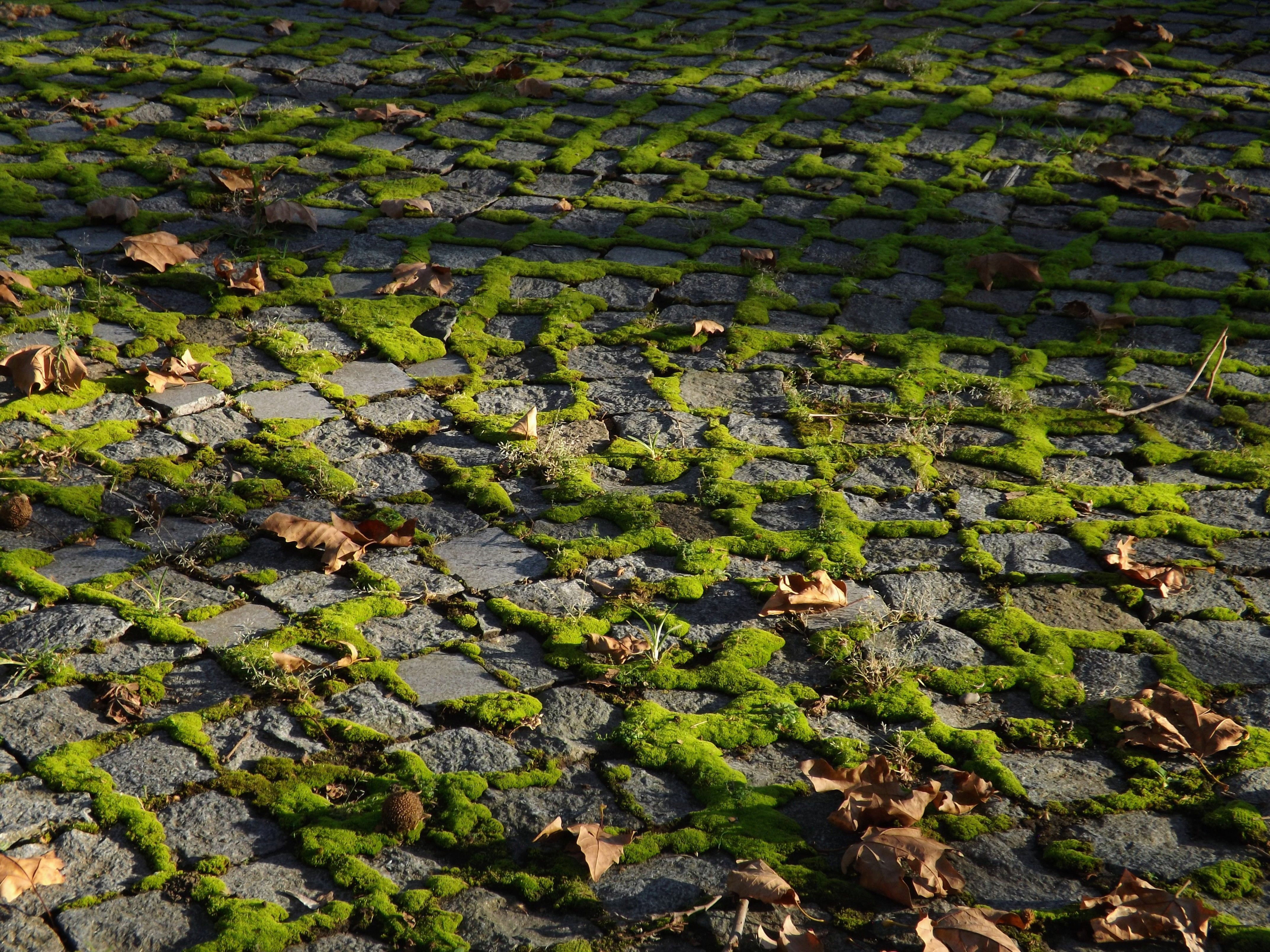 Moss Growing on Cobblestone Pathway in Fall · Free Stock Photo