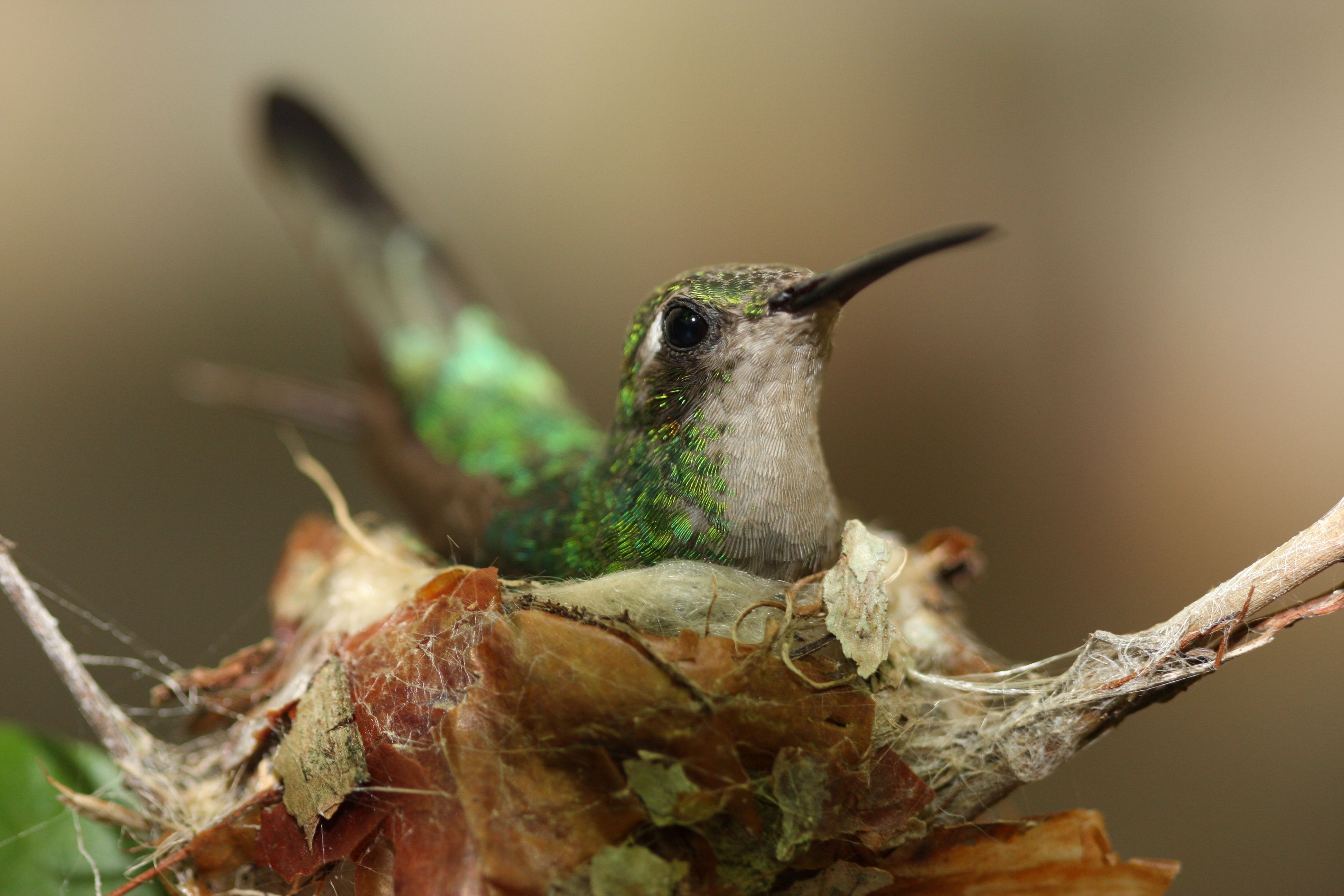 Close-up of a Hummingbird Nesting in Nature · Free Stock Photo