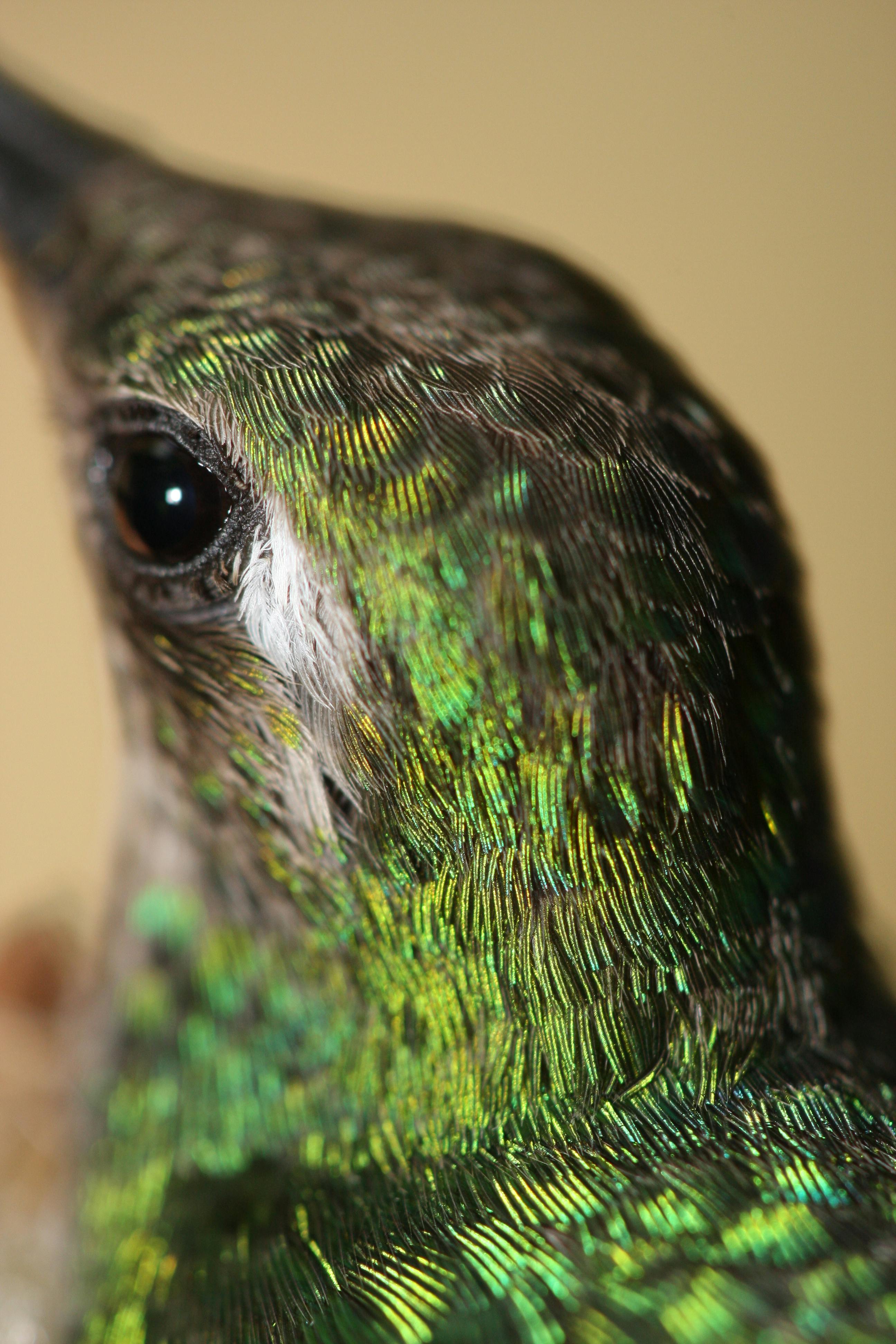 Close-Up of a Colorful Hummingbird Feather · Free Stock Photo