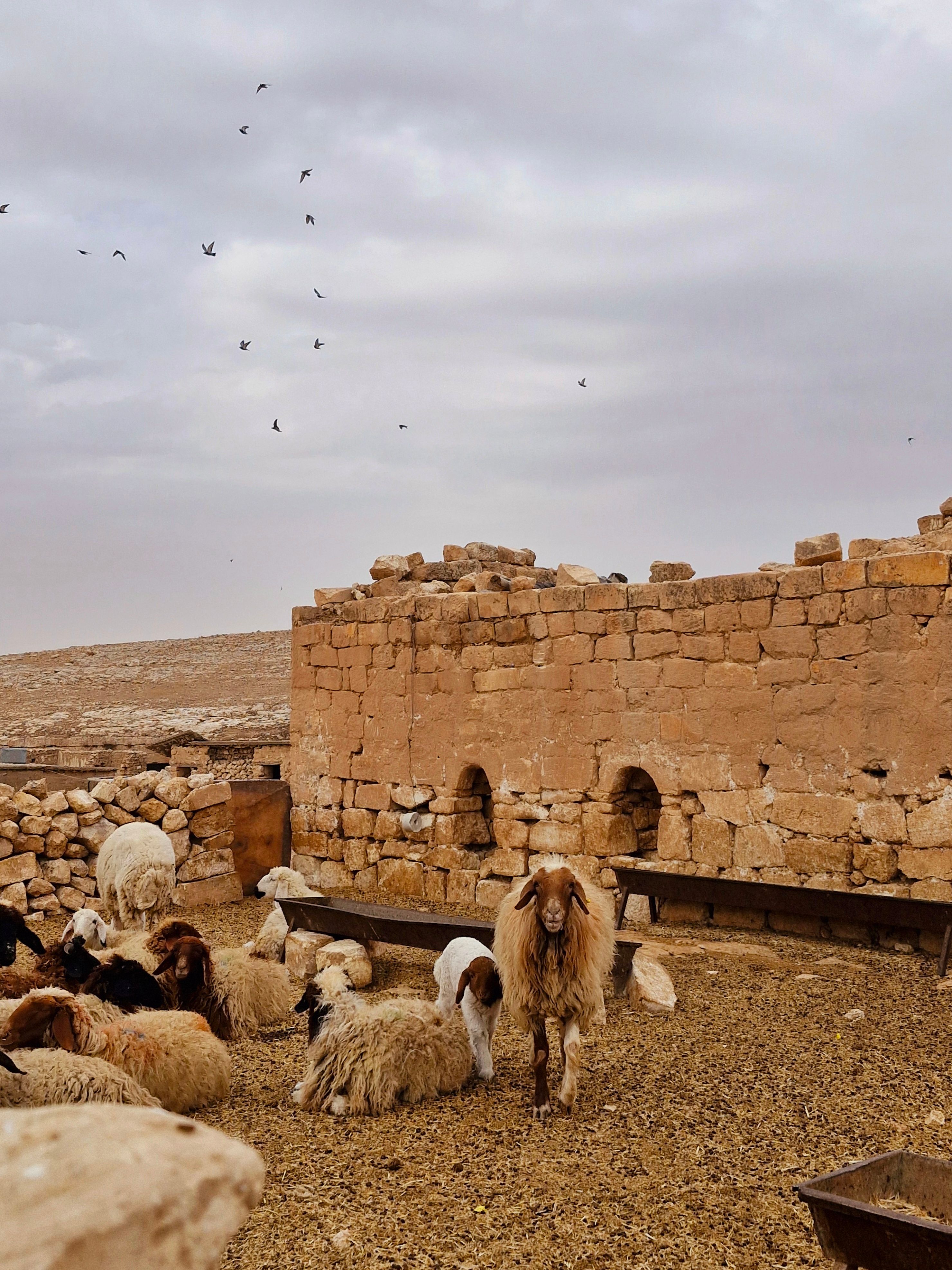 Rustic Sheep and Stone Barn in Rural Setting · Free Stock Photo