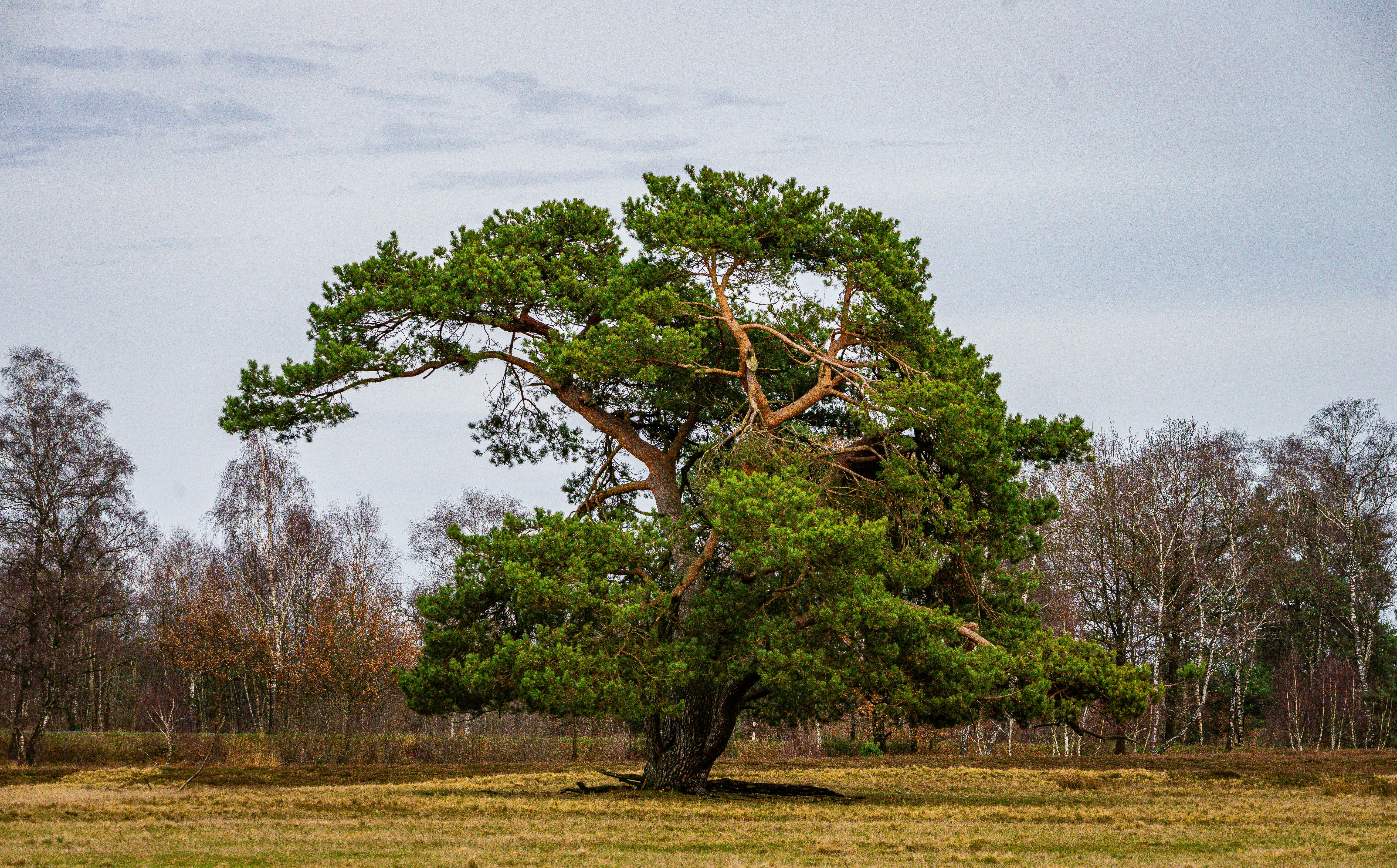 Majestic Pine Tree in German Forest Landscape · Free Stock Photo