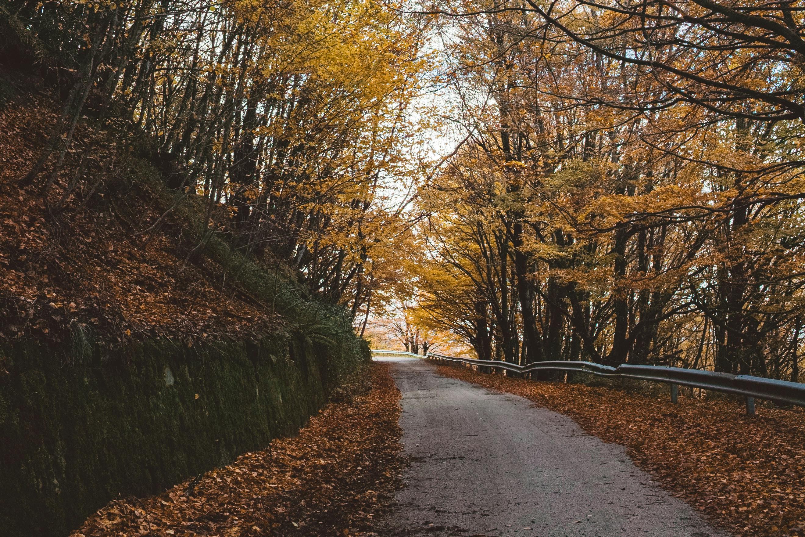 Nature Walk Photos, Download The BEST Free Nature Walk Stock Photos ...