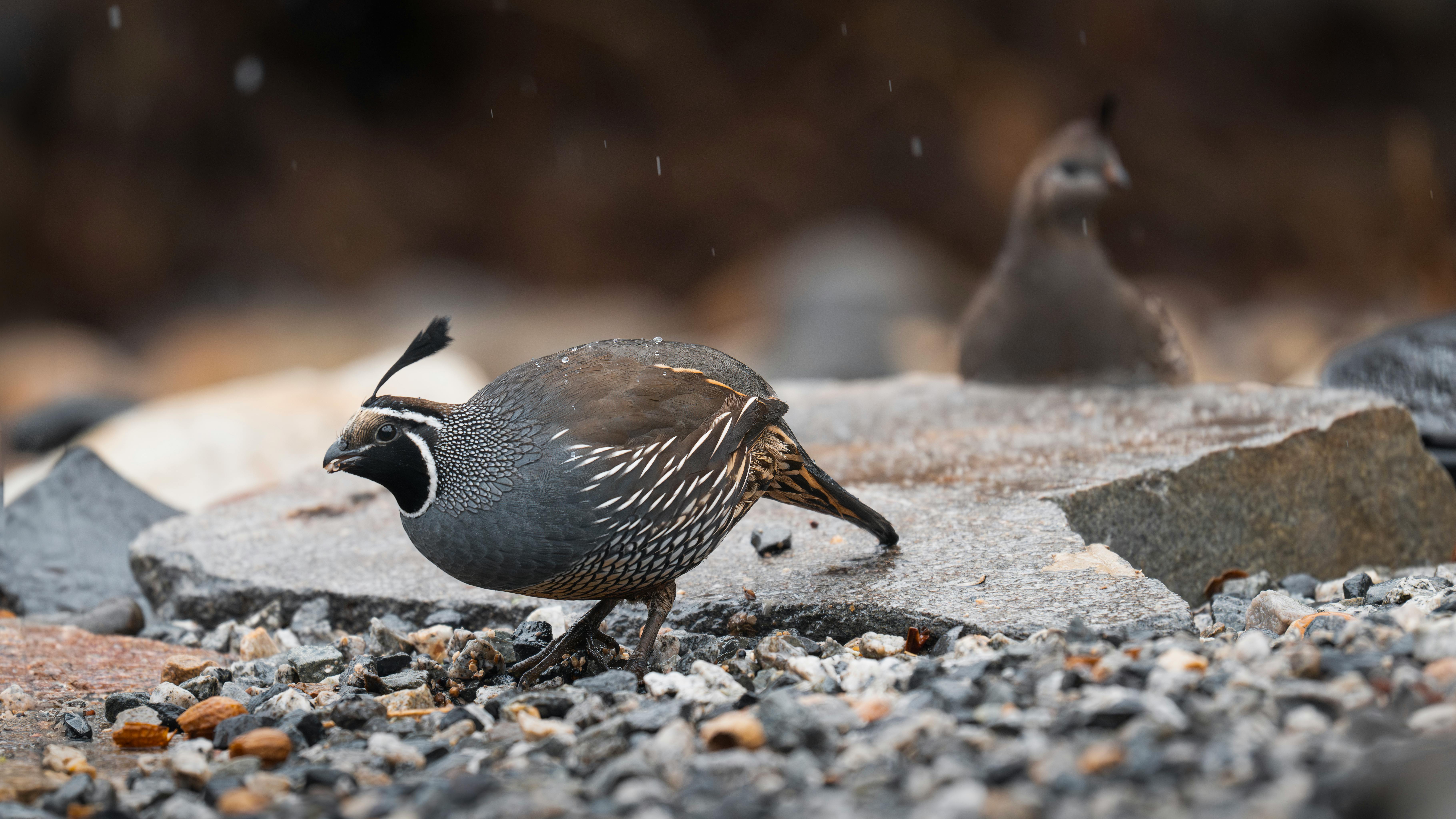 California Quail in Natural Habitat during Winter · Free Stock Photo
