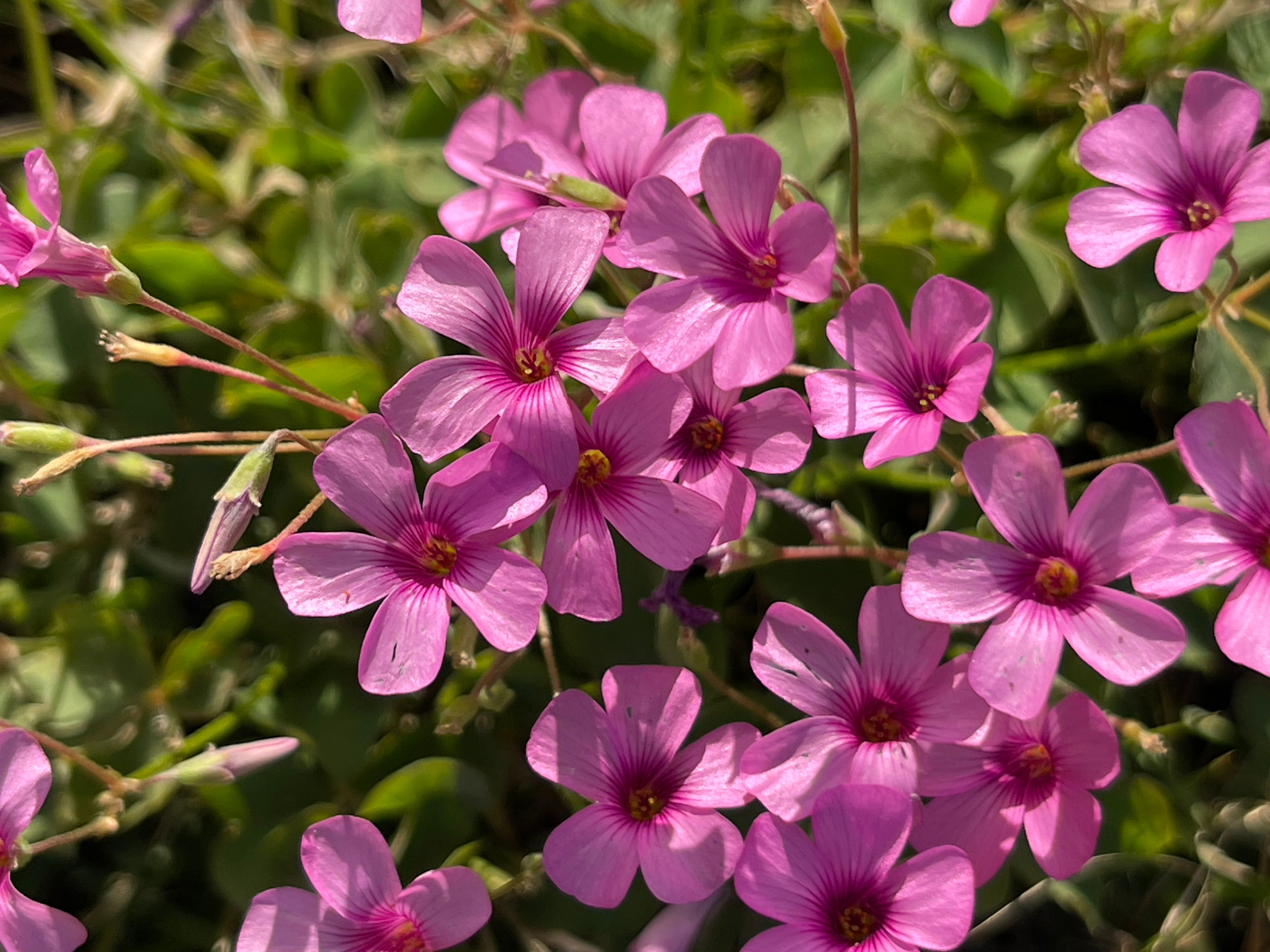 Close-up of Pink Oxalis Flowers in Bloom · Free Stock Photo