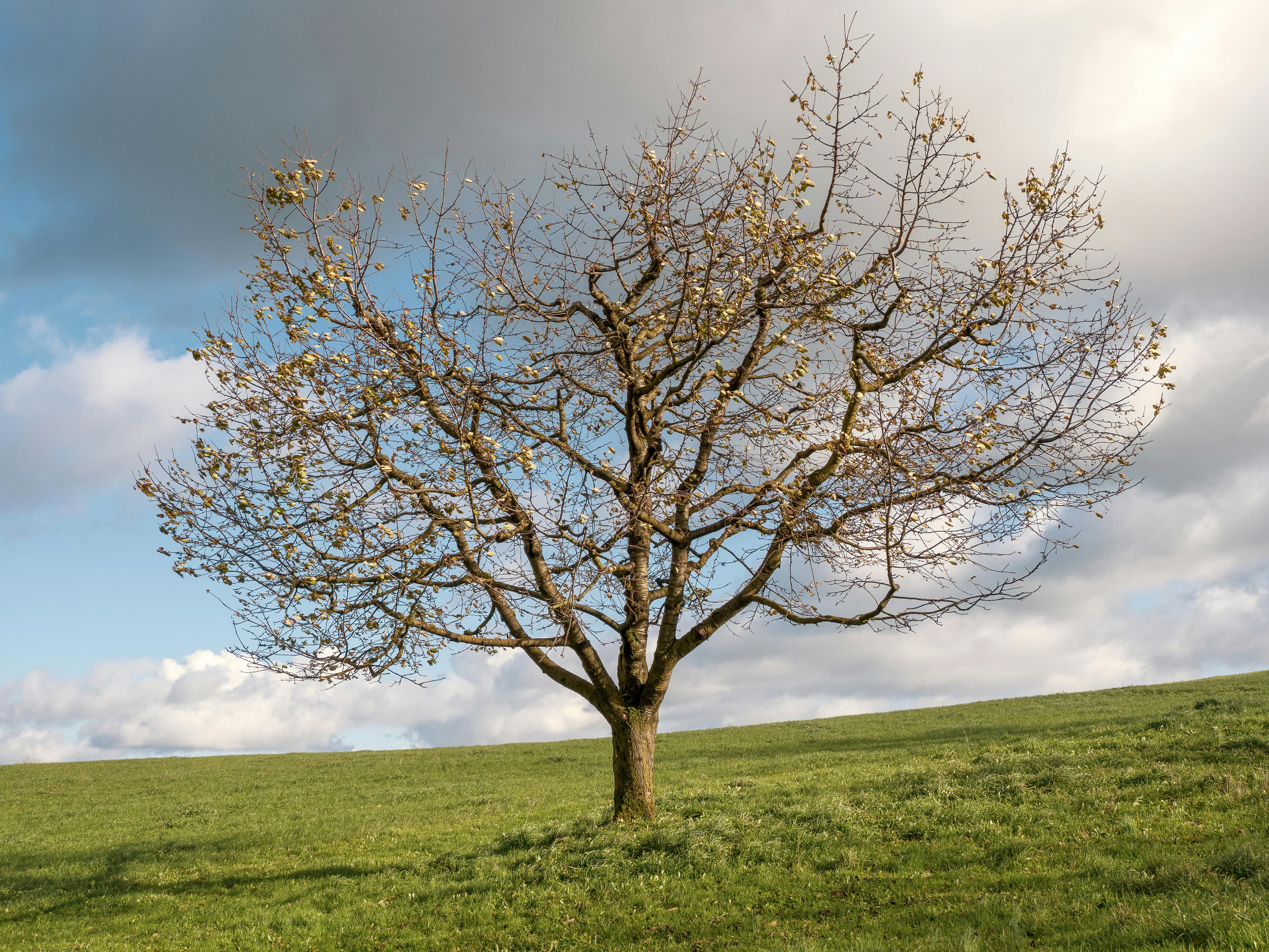 Solitary Tree in Scenic Spring Landscape · Free Stock Photo