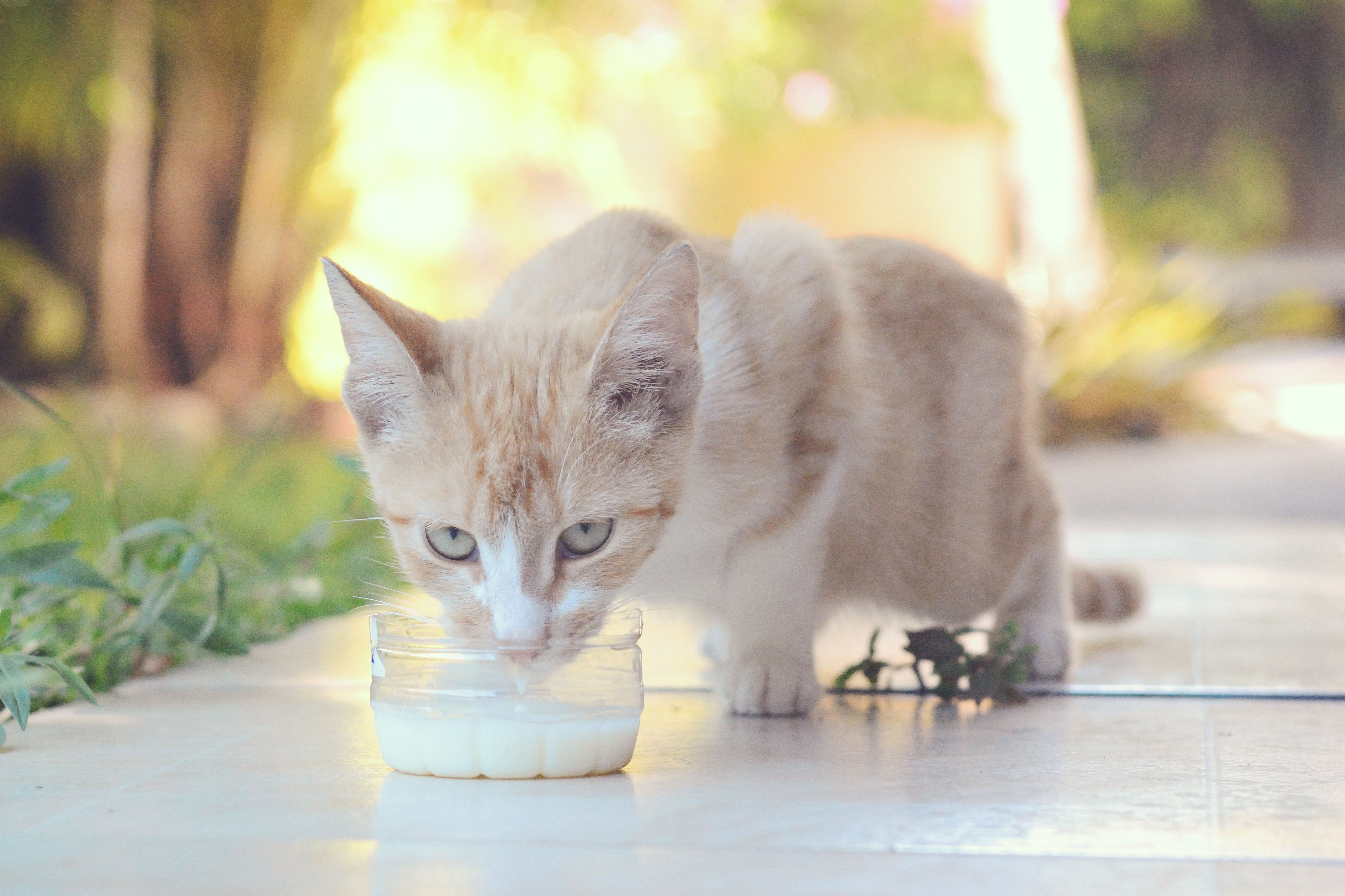 Little+Nn+Cuties Photos, Download The BEST Free Little+Nn+Cuties Stock ...