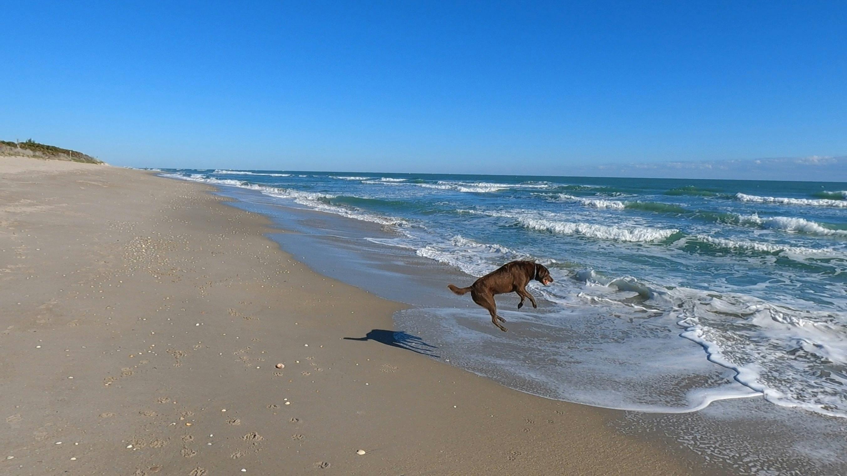 Dog Leaping on Scenic Beach Shoreline · Free Stock Photo