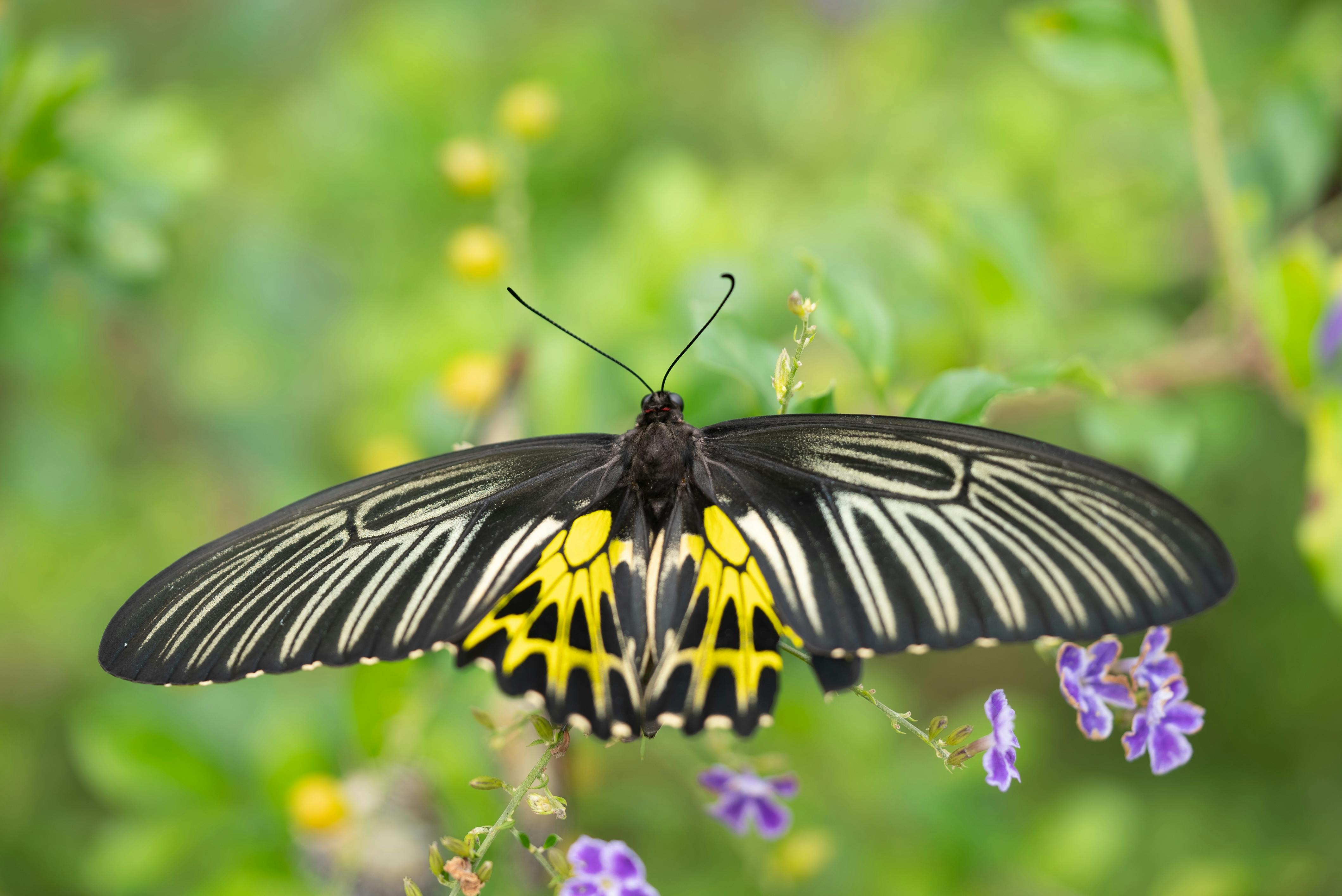 Close-up of a Golden Birdwing Butterfly on Flowers · Free Stock Photo